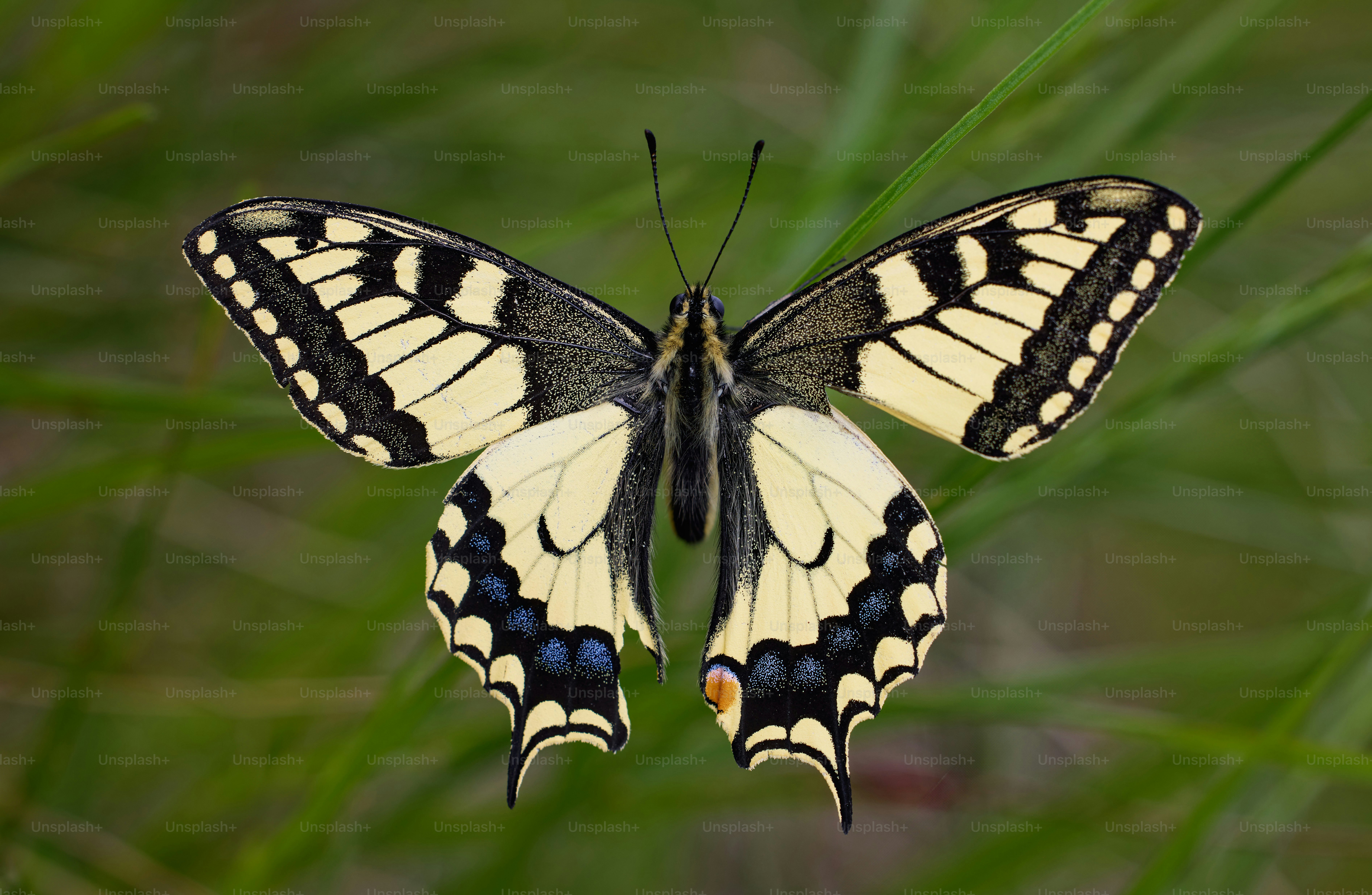 Batterfly Pictures | Download Free Images on Unsplash