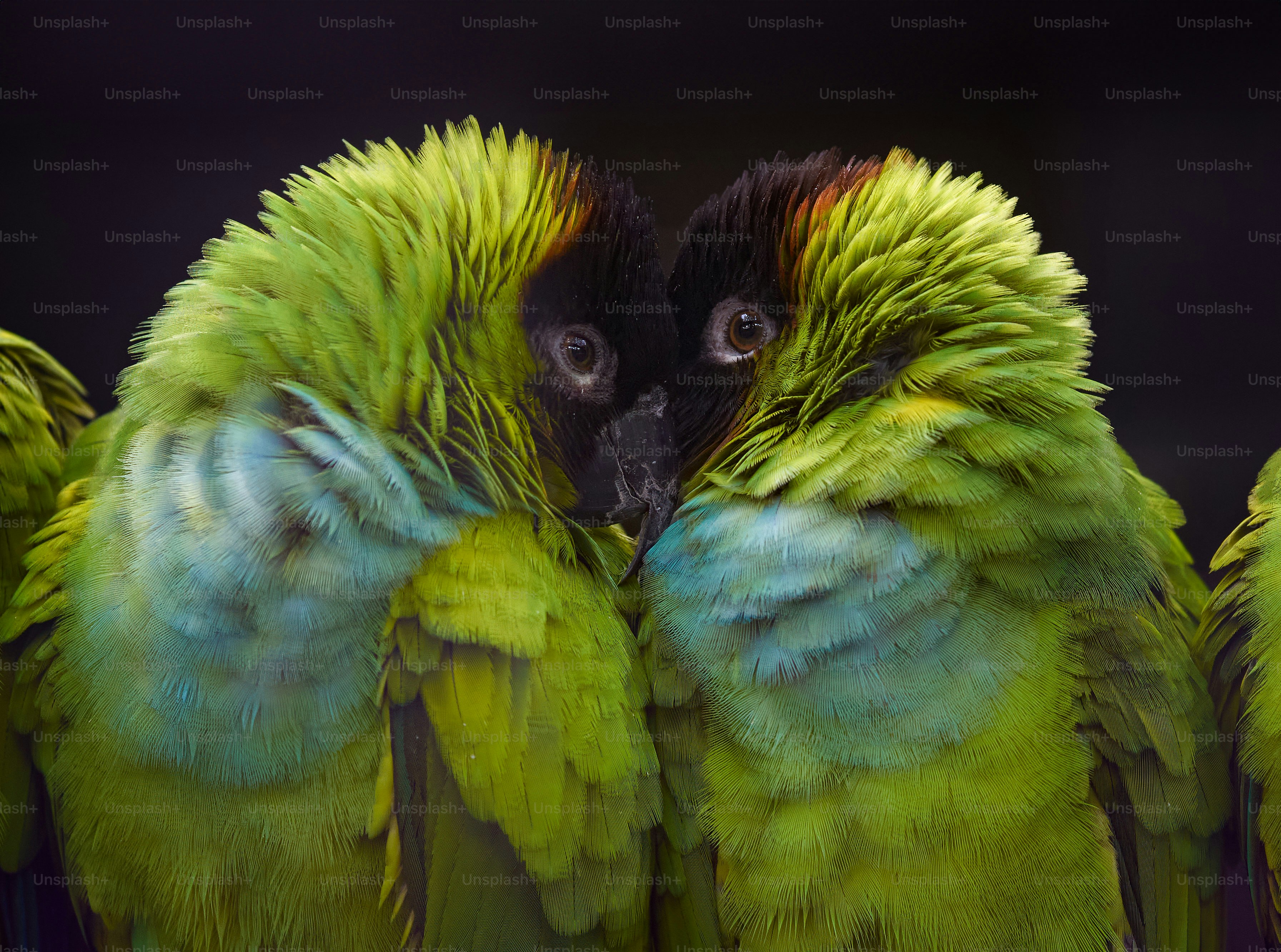 A close up of a group of green birds photo – Parakeet Image on Unsplash