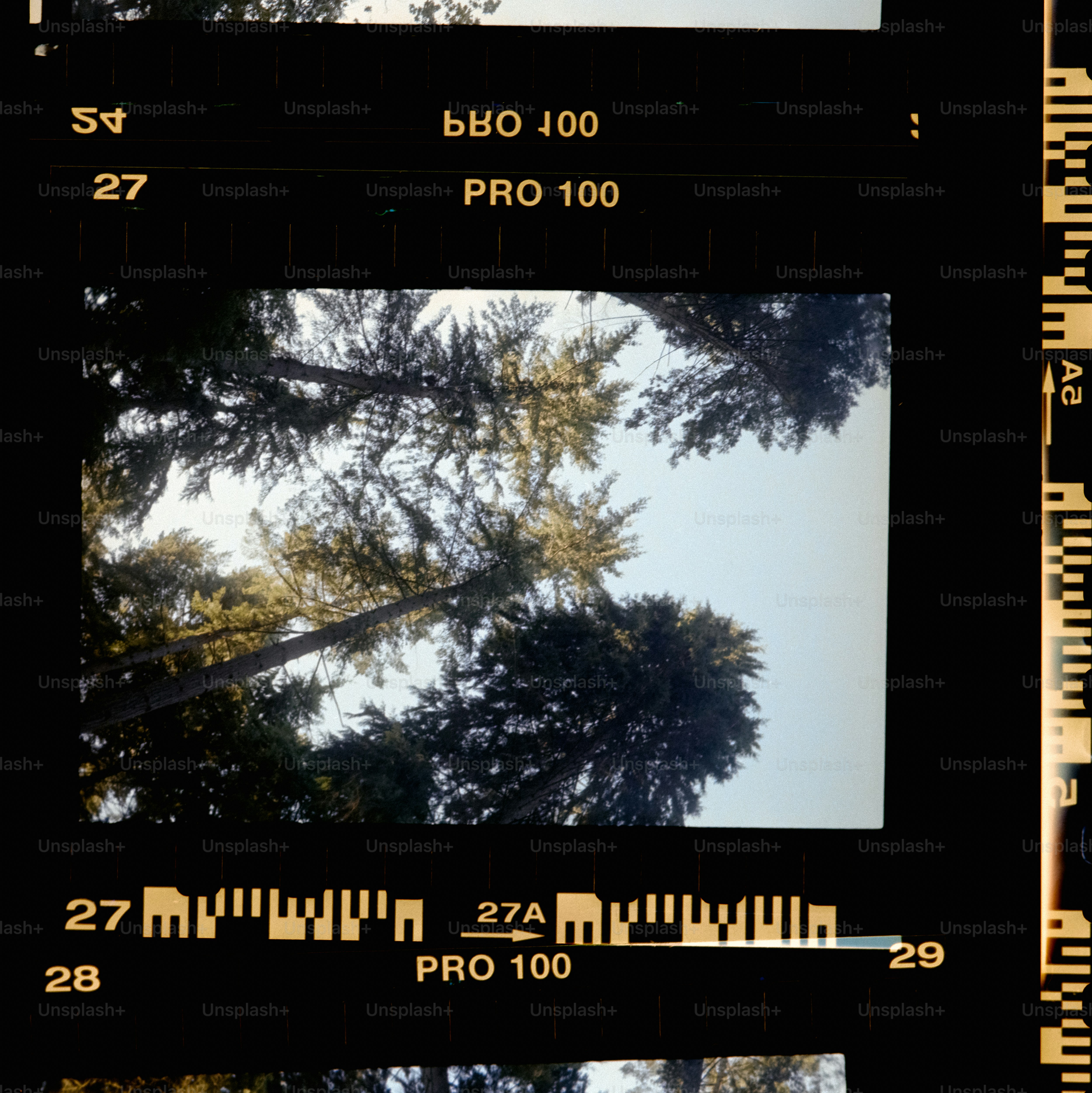 A picture of a tree taken from ground level photo – Film photography ...