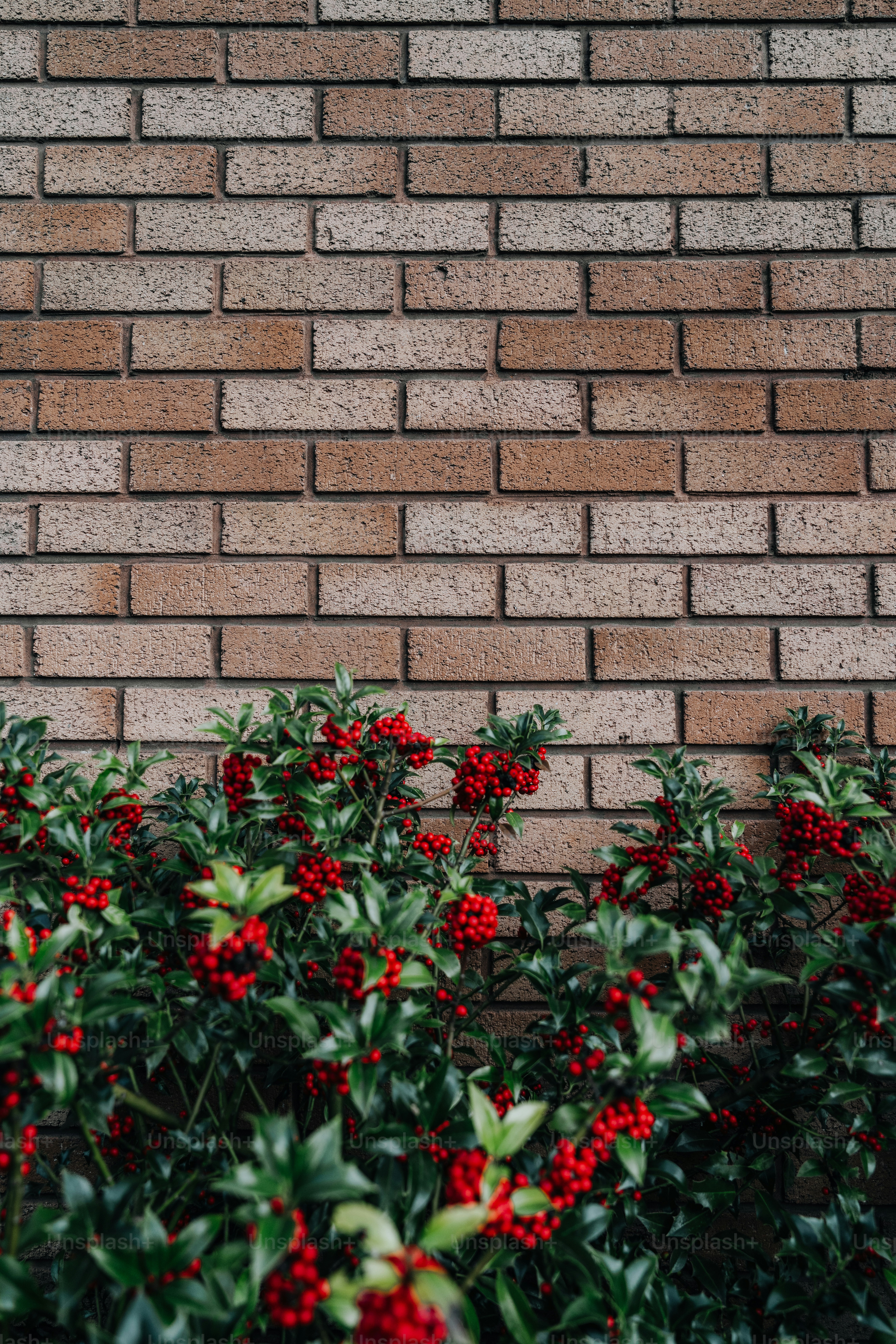 A brick wall with red berries growing on it photo – Edinburgh Image on ...