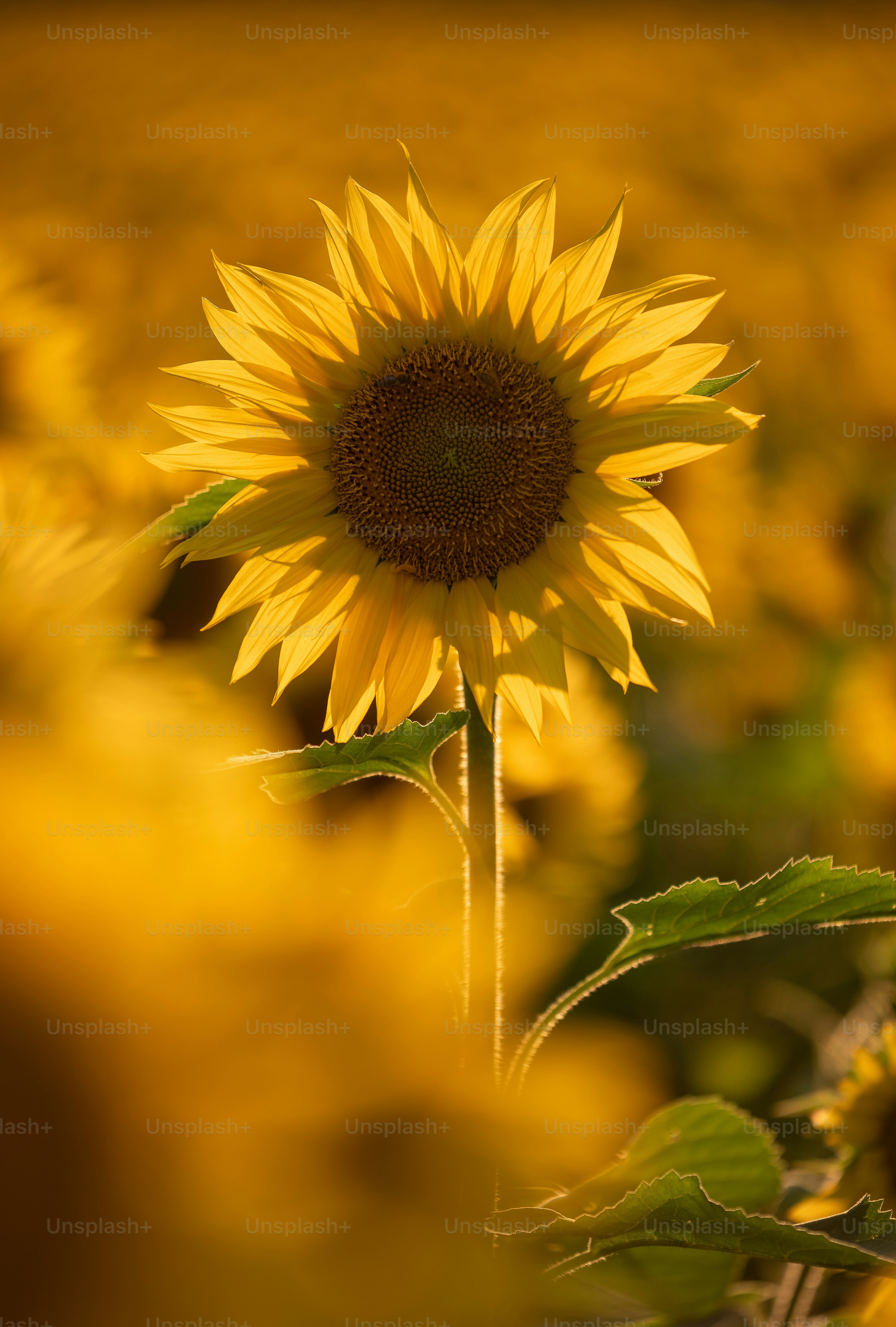 A large sunflower in a field of sunflowers photo – Nature Image on Unsplash