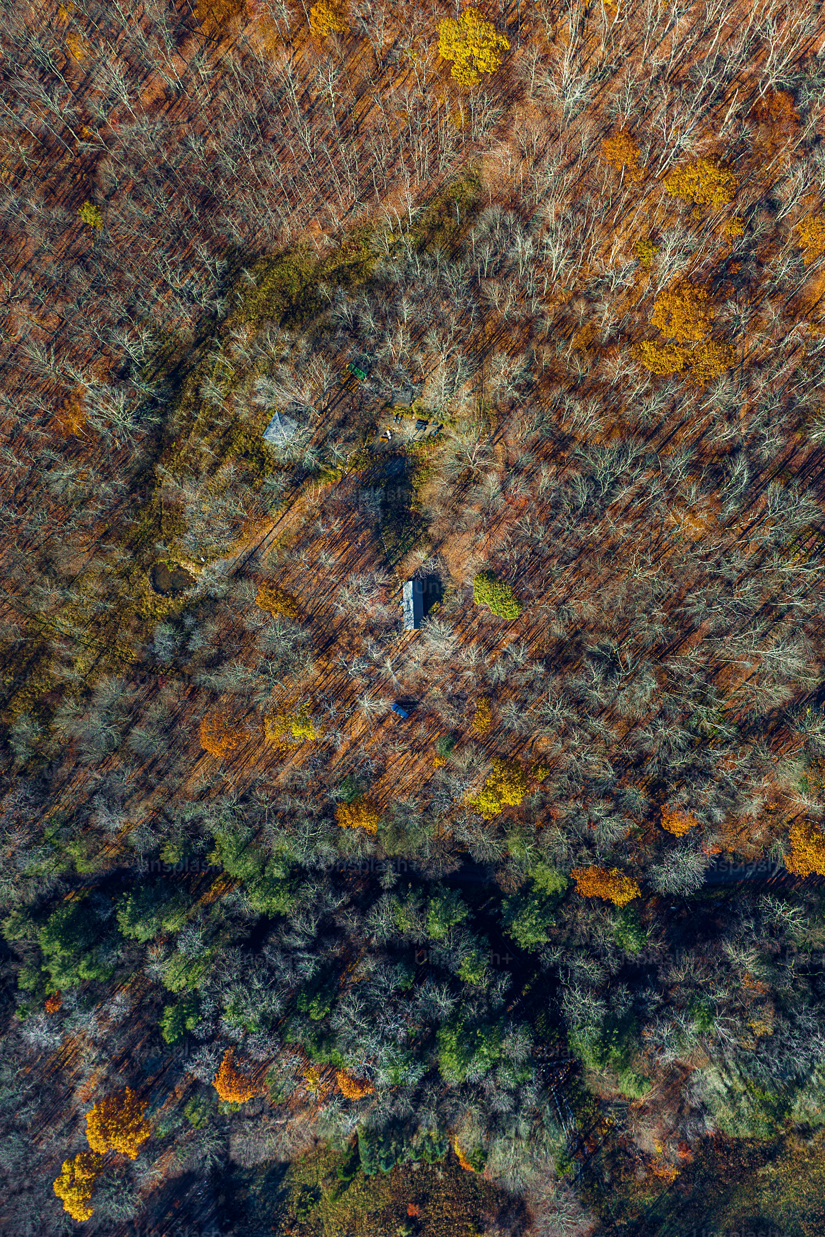 A bird's eye view of a wooded area photo – Aerial Image on Unsplash