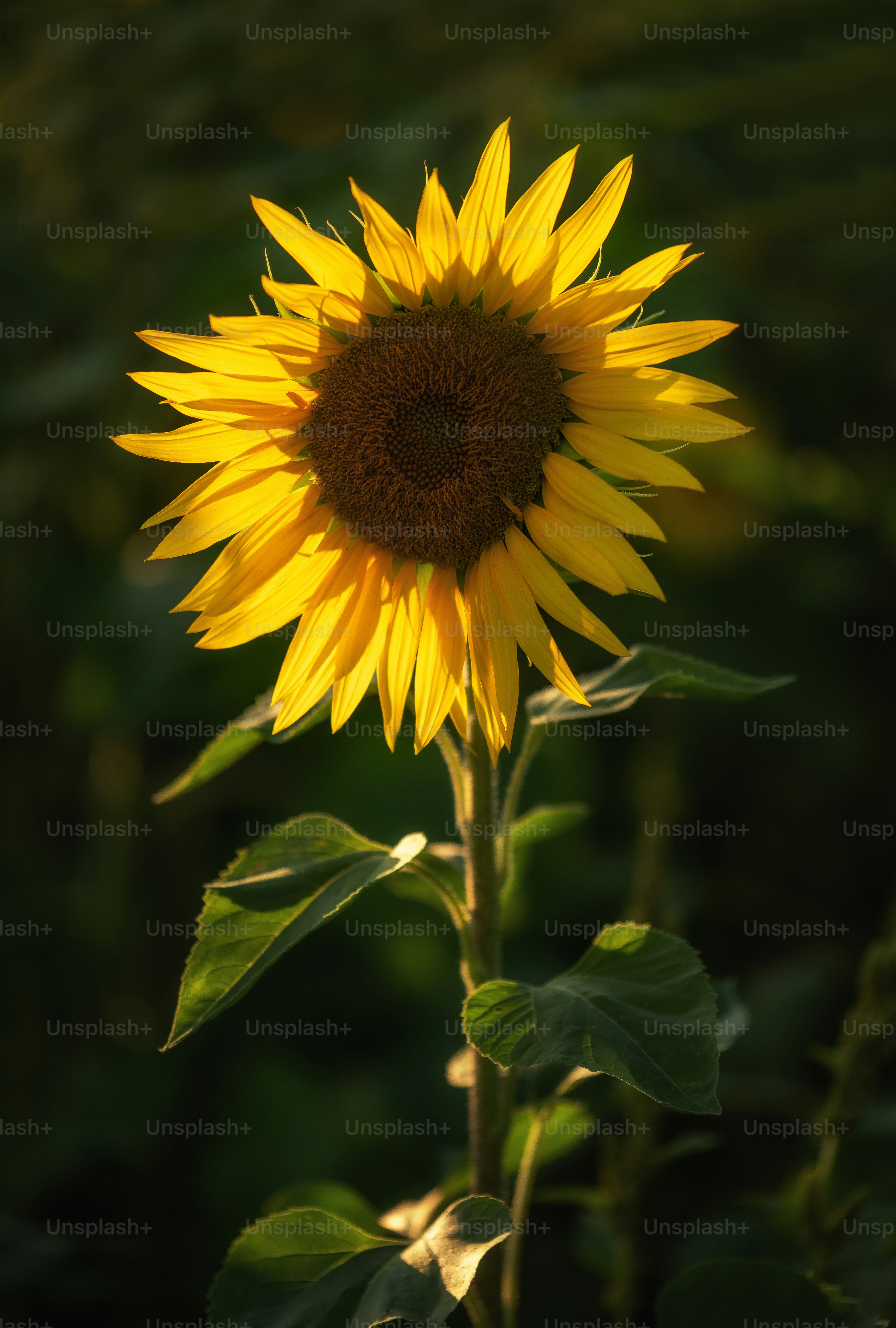 45,628+ Single Sunflower Pictures | Download Free Images on Unsplash