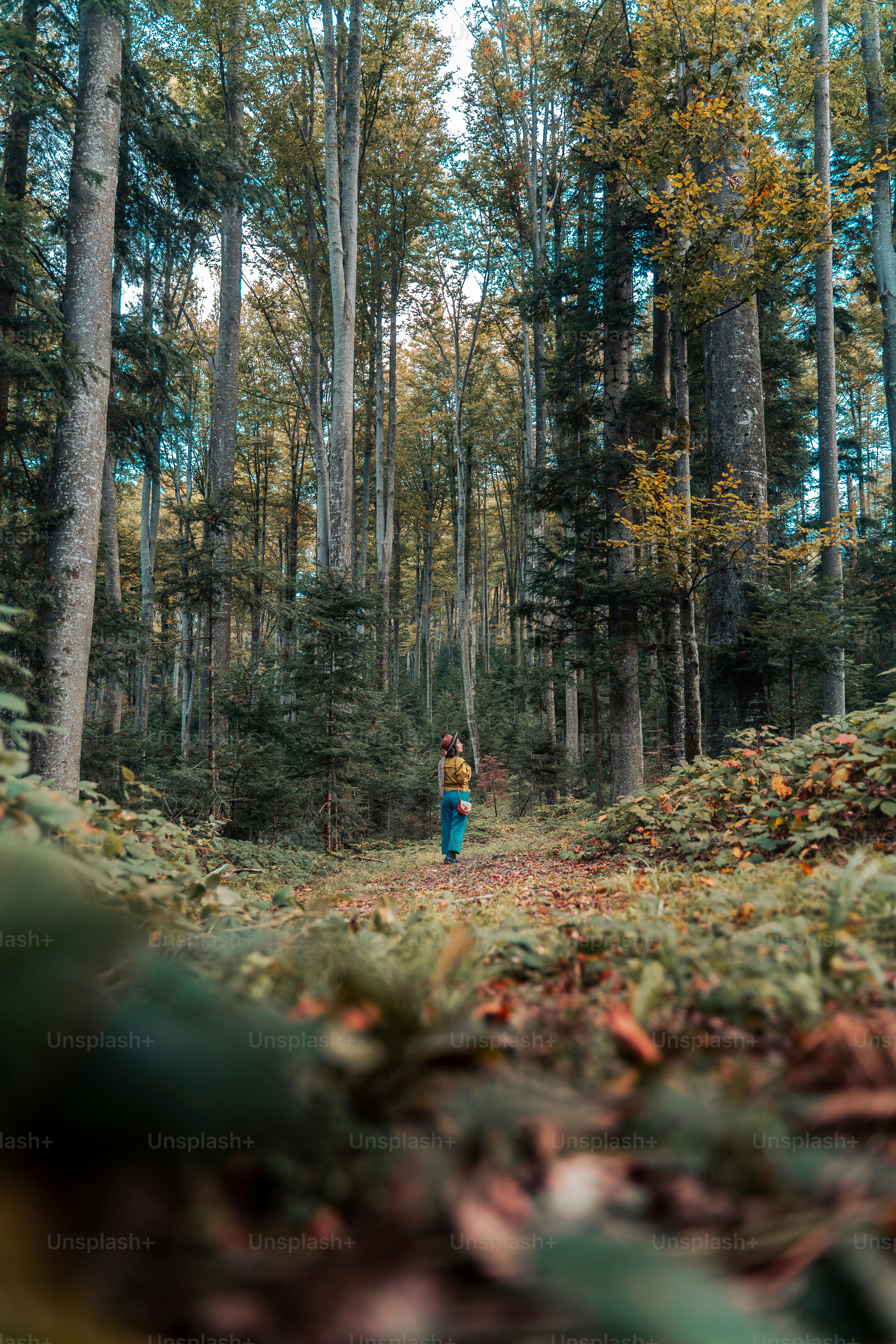 A person walking through a forest with lots of trees photo – Forest ...