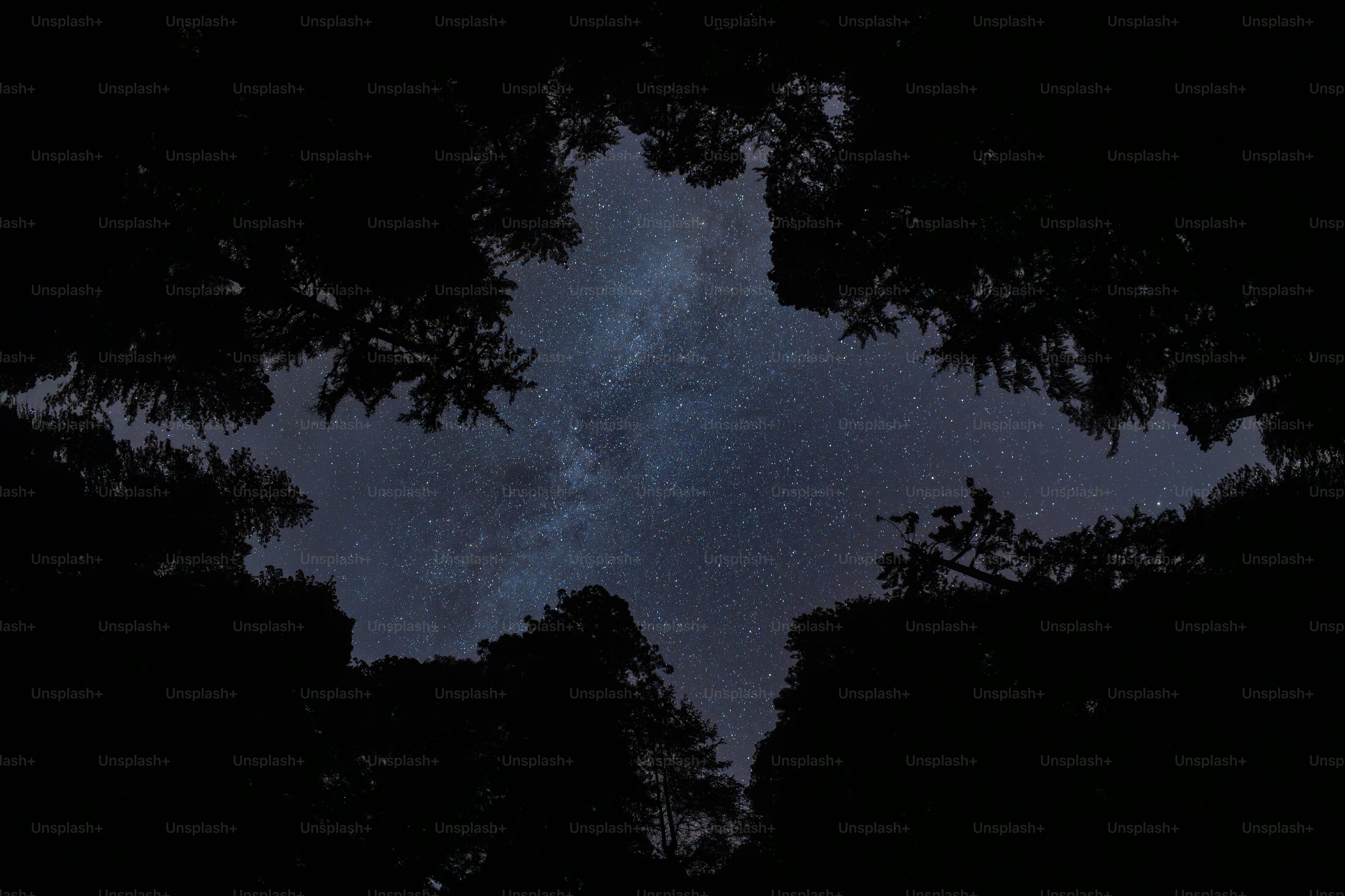A view of the night sky through some trees photo – Starry sky Image on ...
