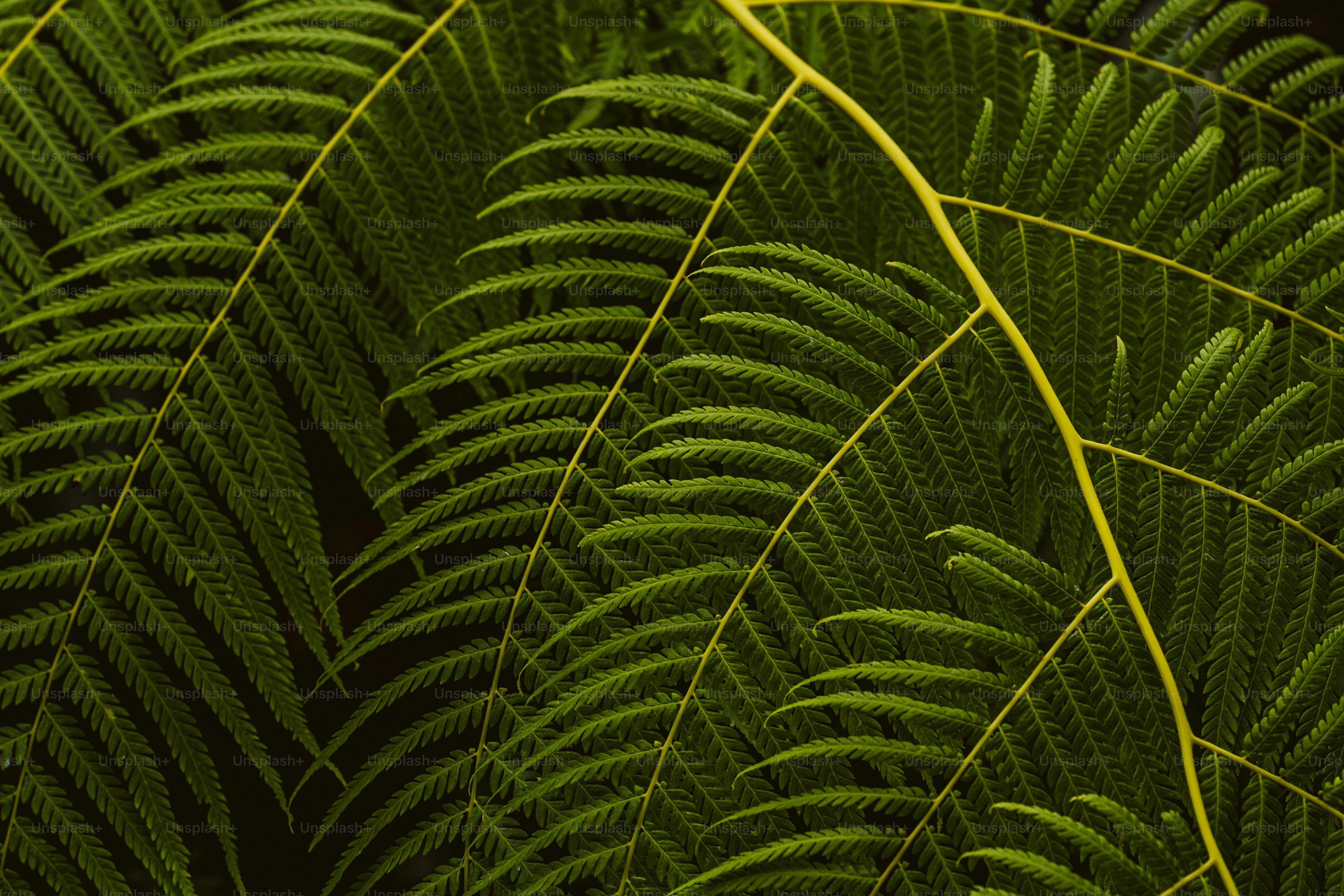 Frond Pictures | Download Free Images on Unsplash