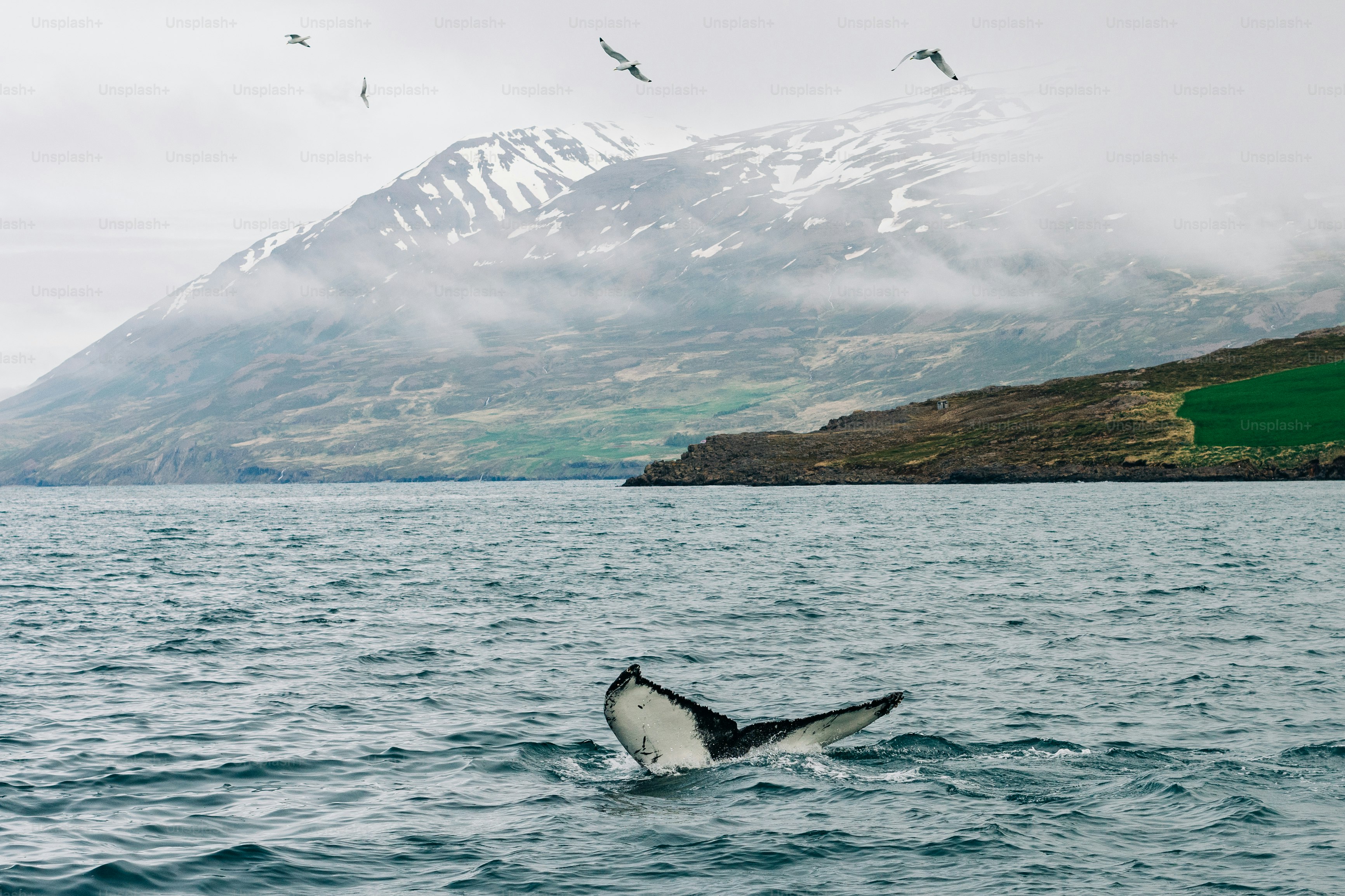 Una ballena jorobada se sumerge en el agua con una montaña de fondo ...