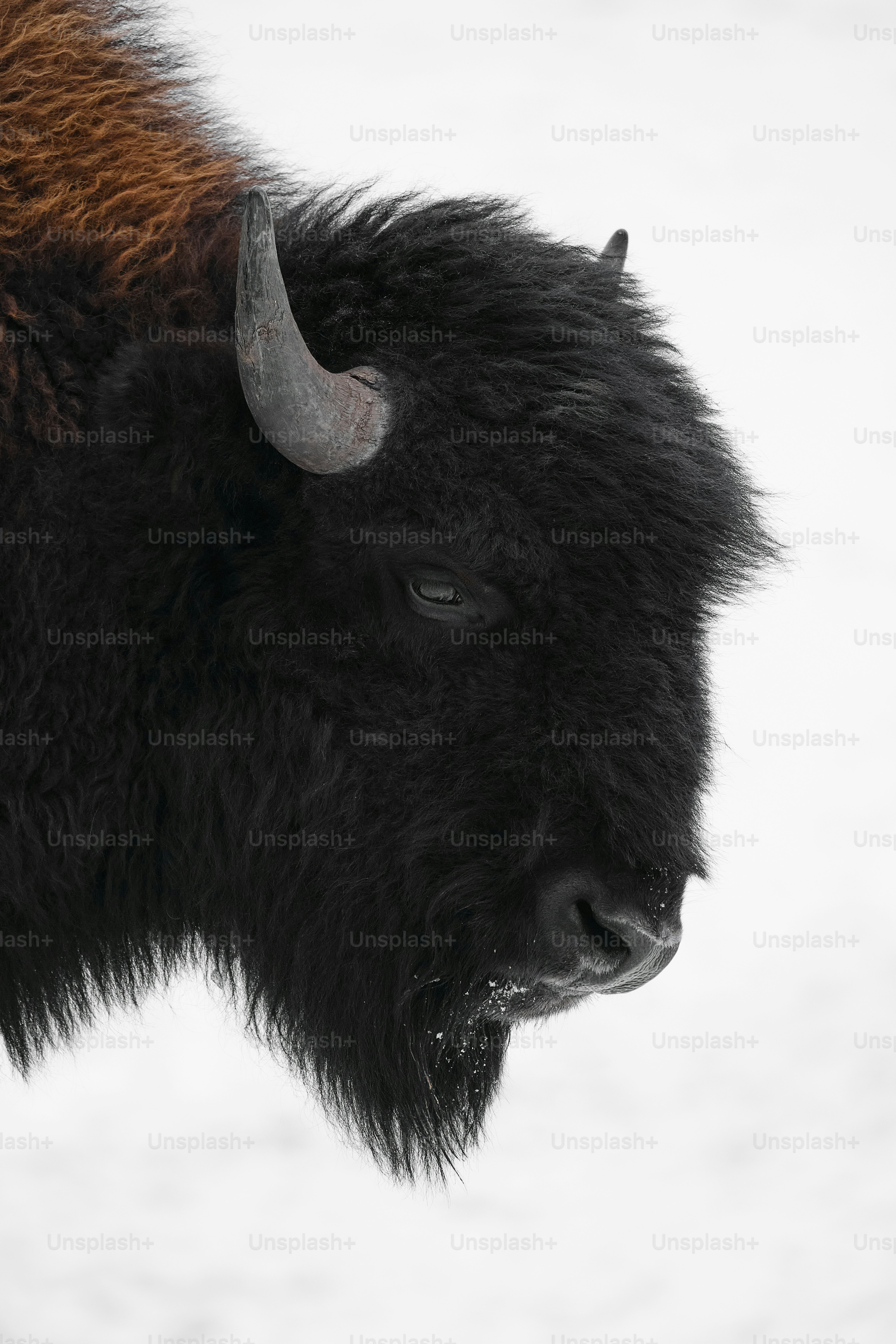 A close up of a bison in the snow photo – Wallpaper Image on Unsplash