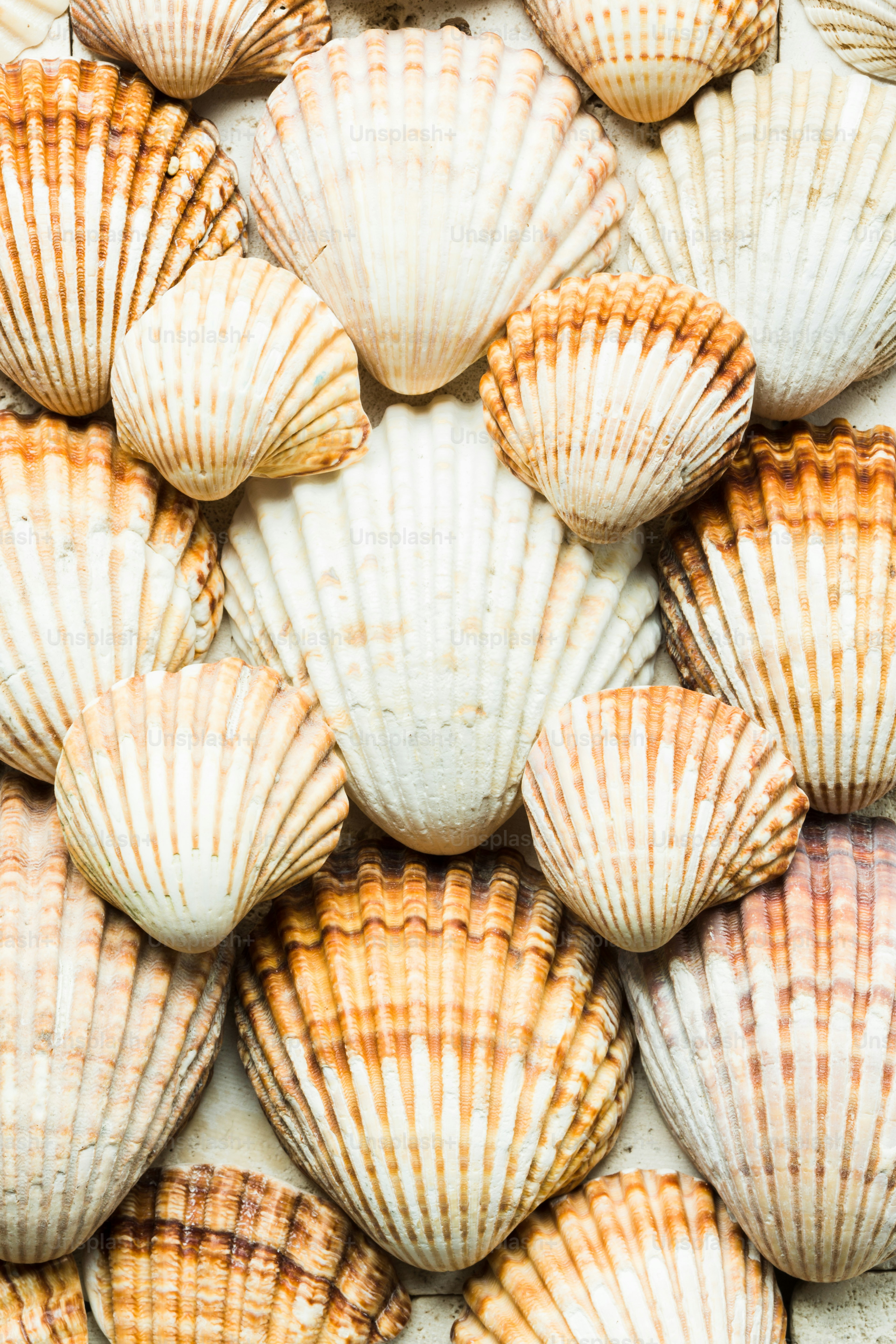 45,628+ Shells Pictures | Download Free Images on Unsplash