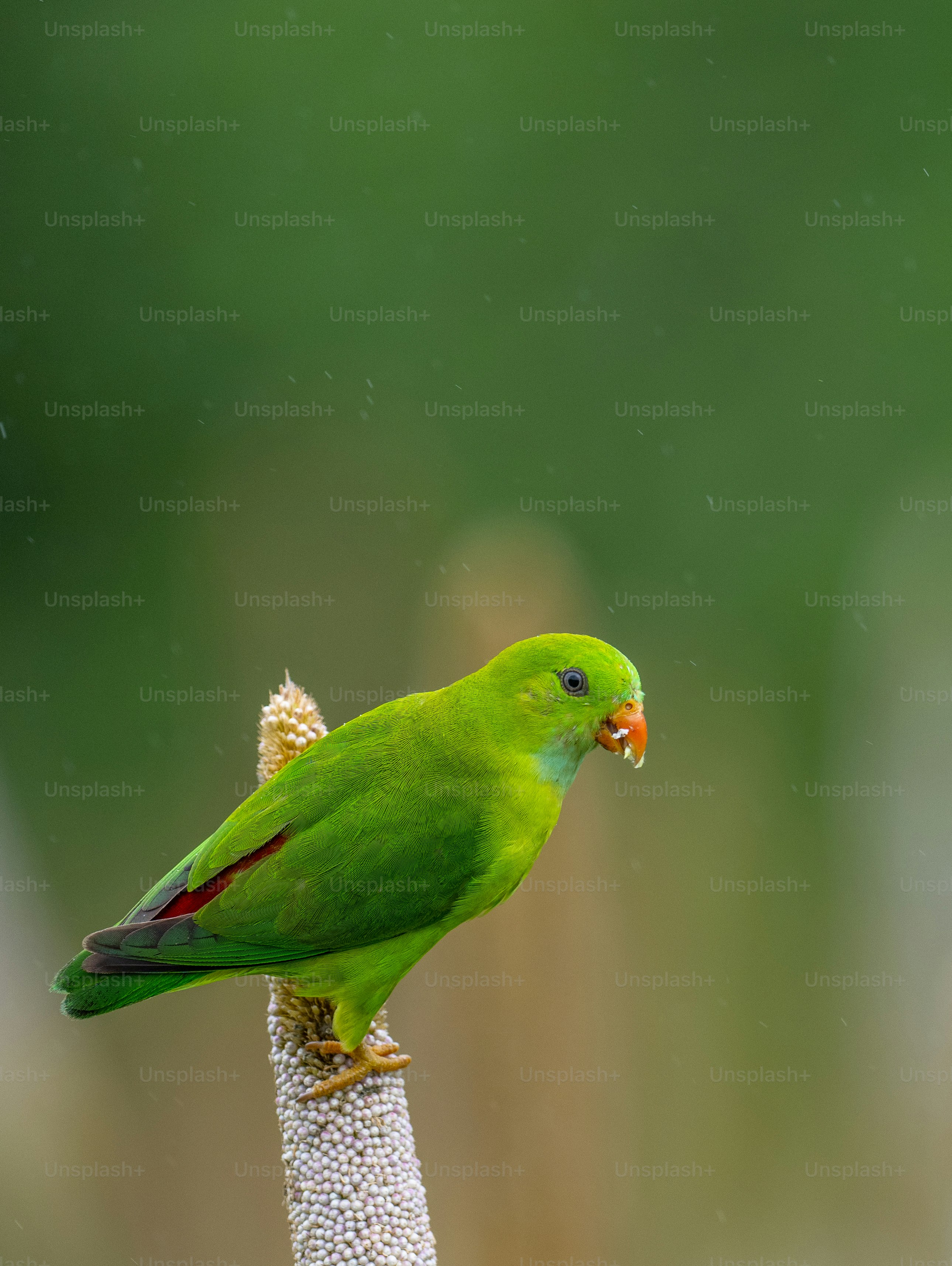 Un pájaro verde sentado en la parte superior de una planta foto ...