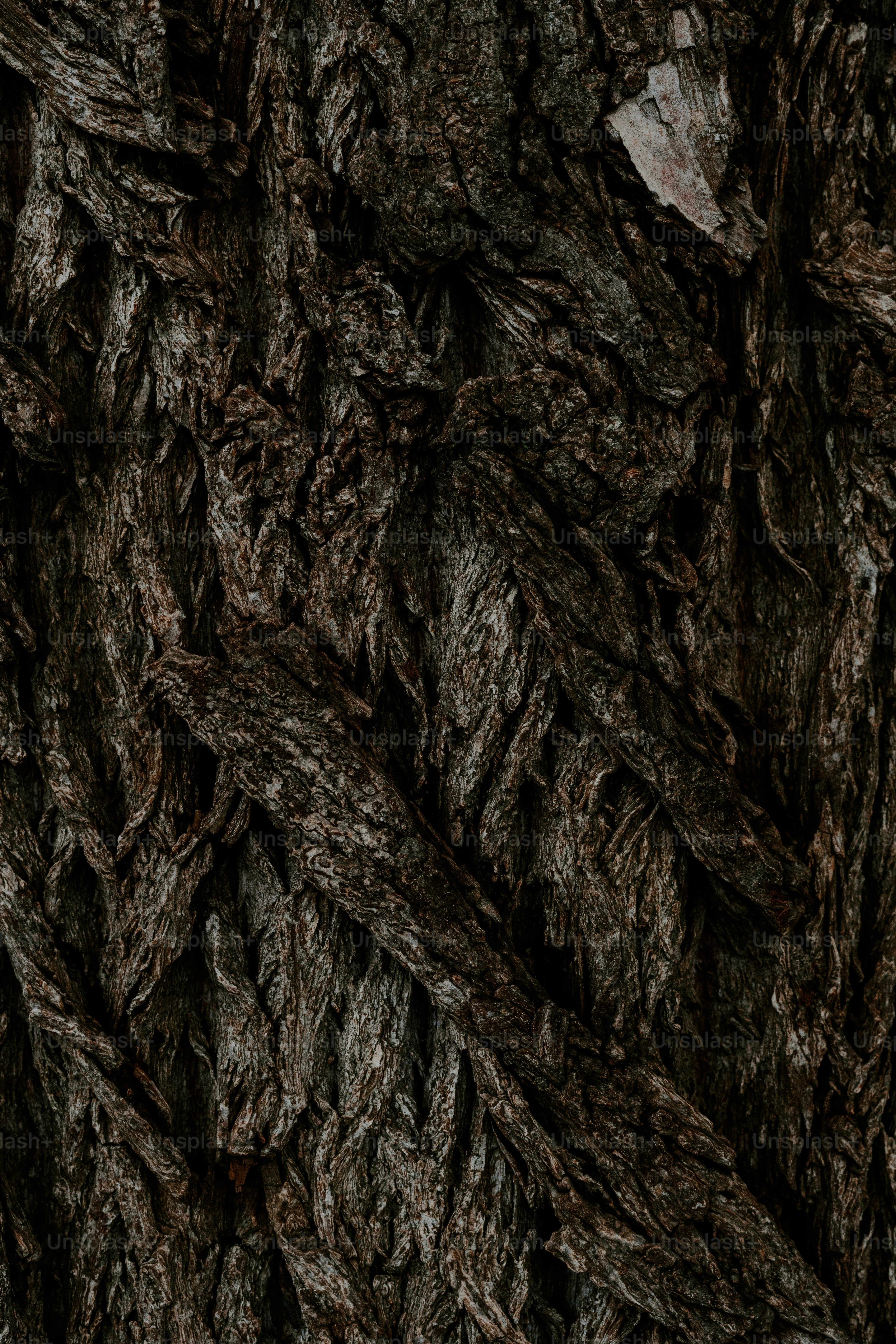 A close up of a tree bark texture photo – Tree bark Image on Unsplash