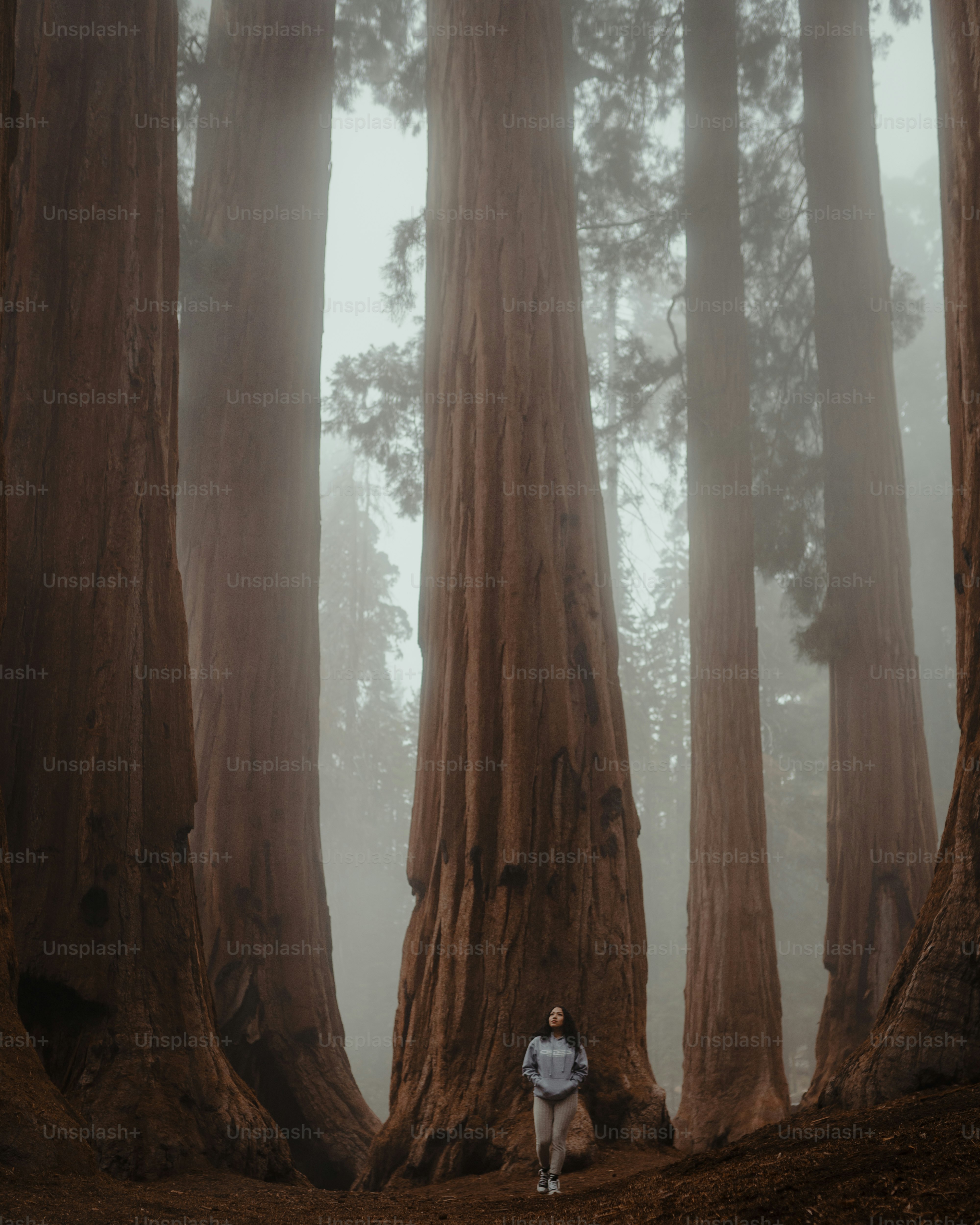A person walking through a forest filled with tall trees photo ...
