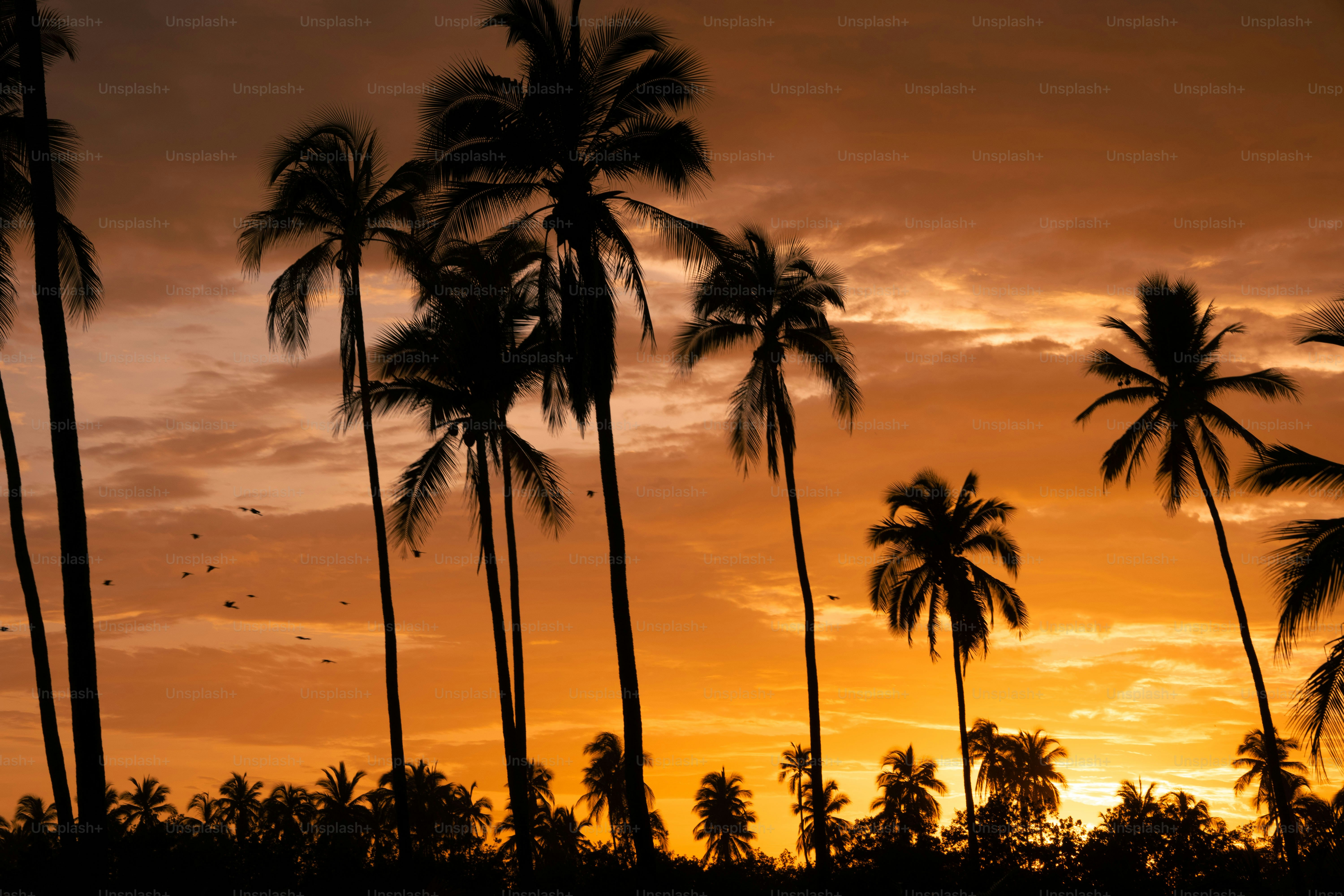 A number of palm trees near one another photo – Sunset Image on Unsplash