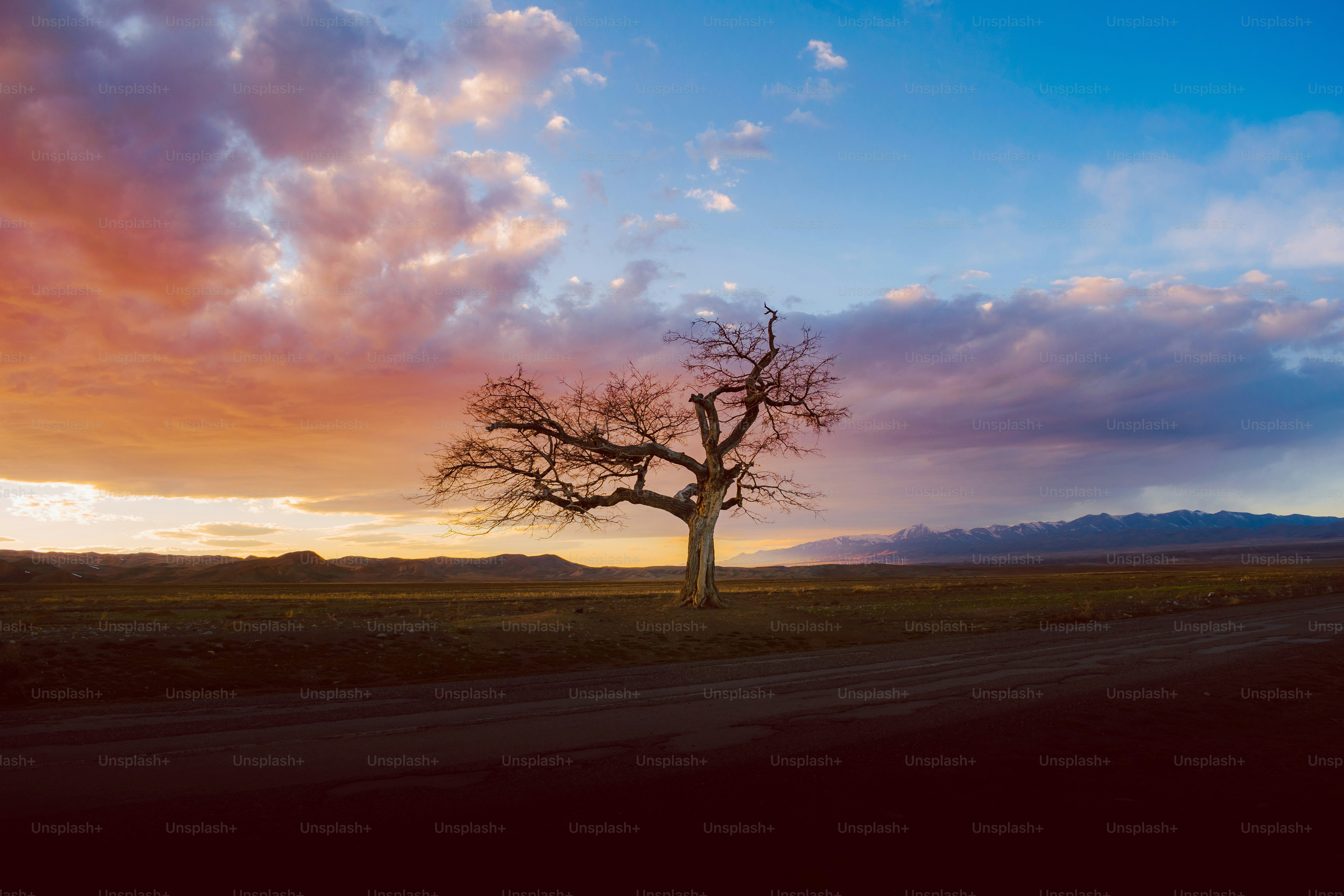 45,628+ Alone Tree Pictures | Download Free Images on Unsplash