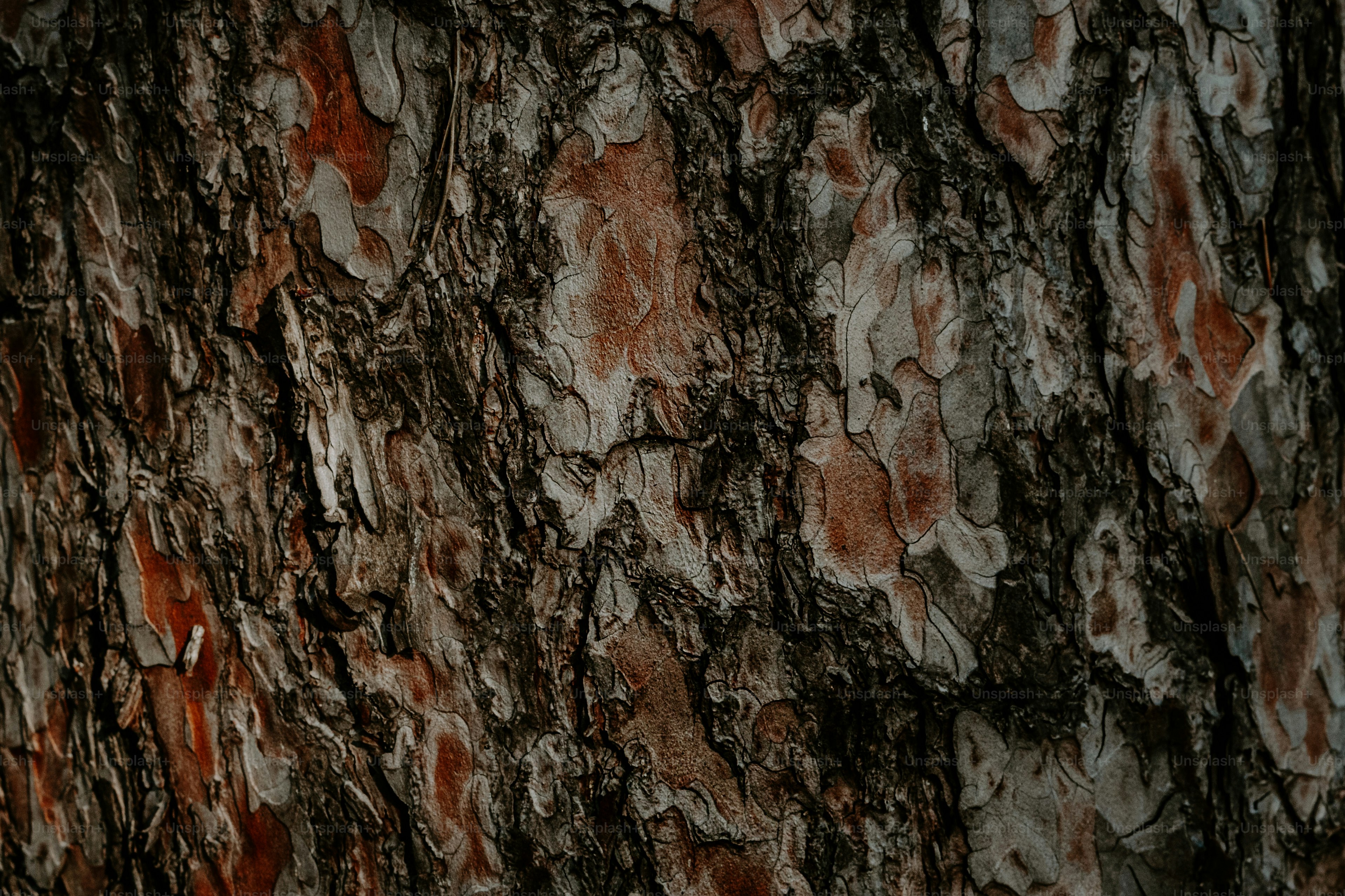 A close up of the bark of a tree photo – Background Image on Unsplash