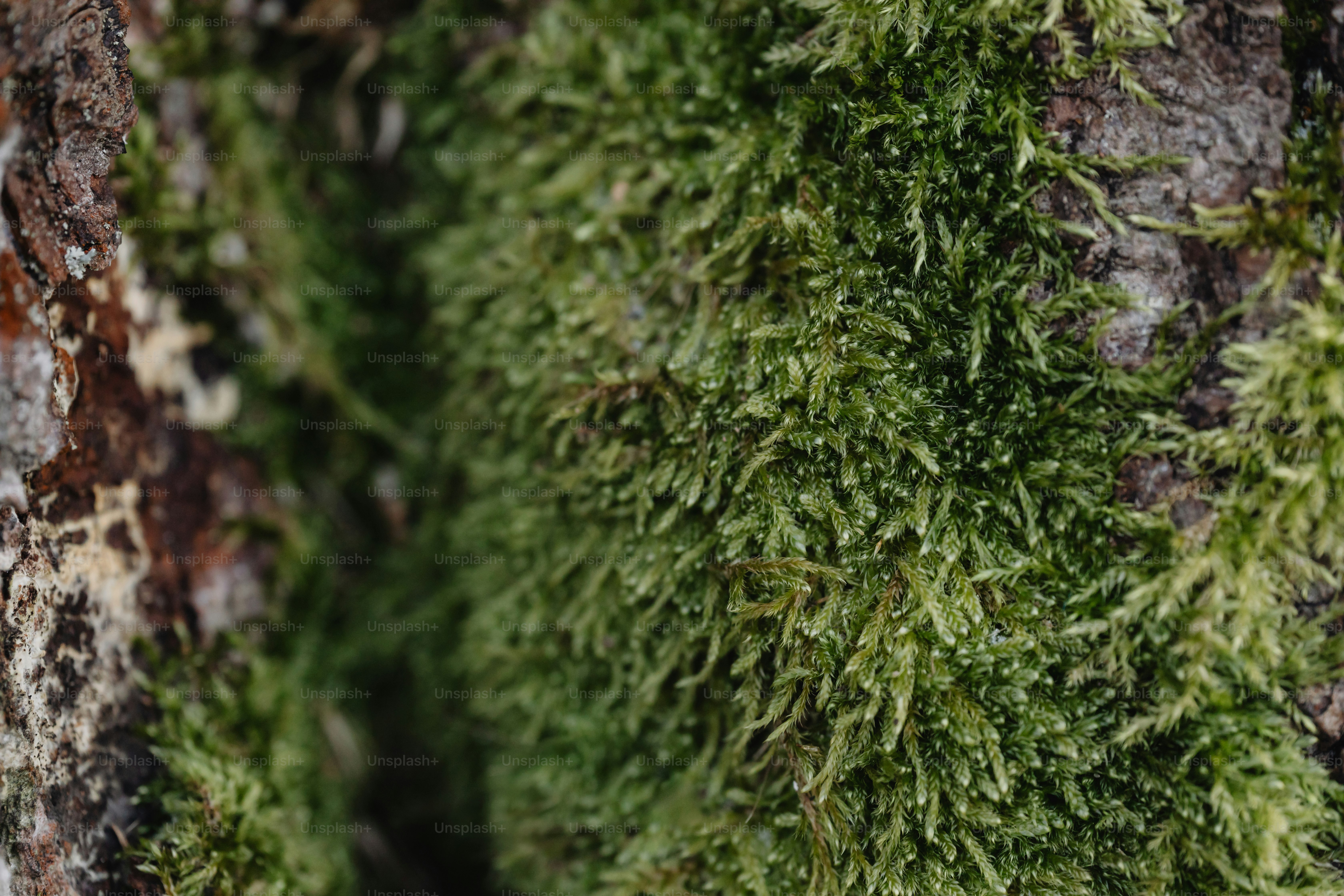 A close up of a tree with moss growing on it photo – Lichen Image on ...