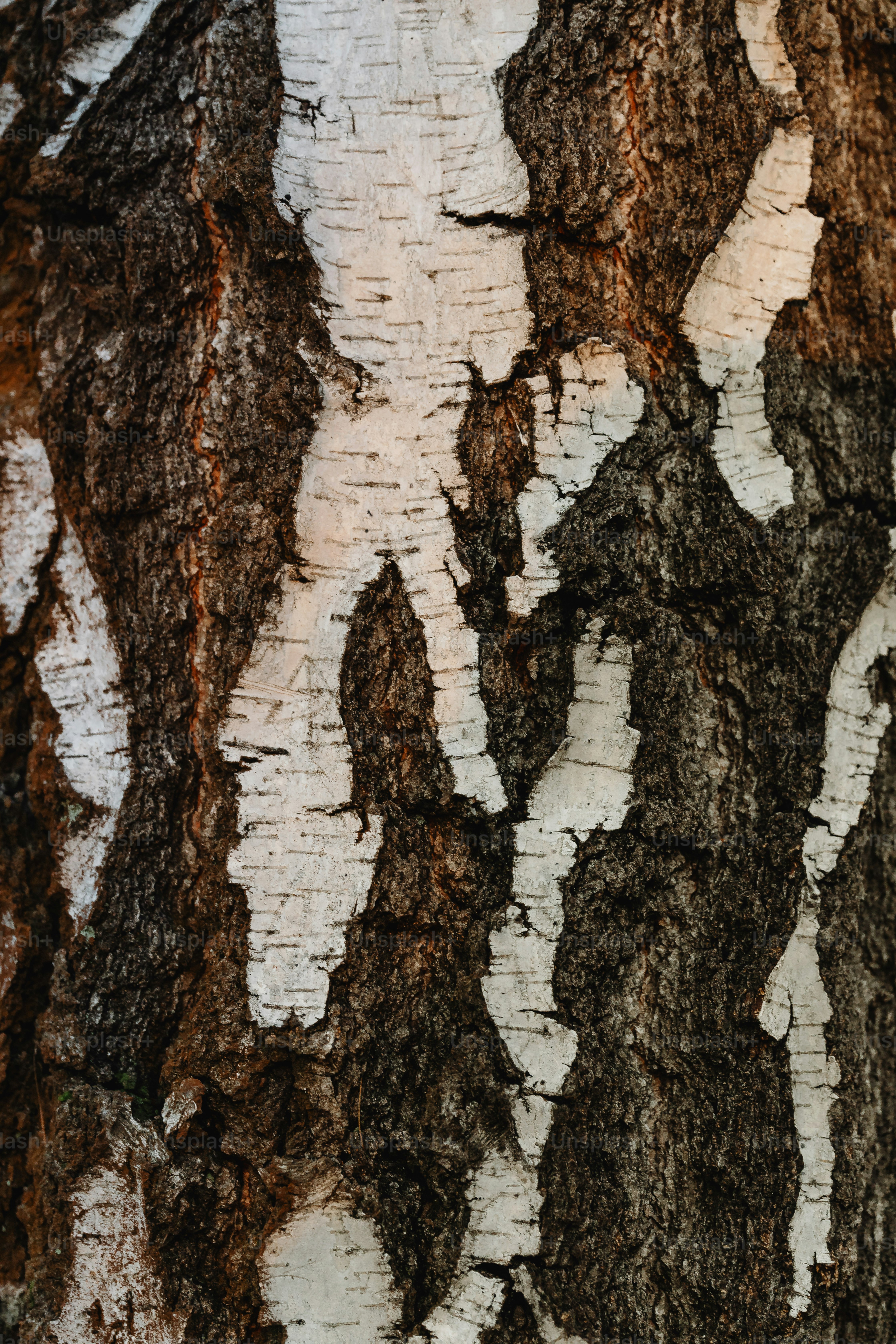 A close up of the bark of a tree photo – Texture Image on Unsplash