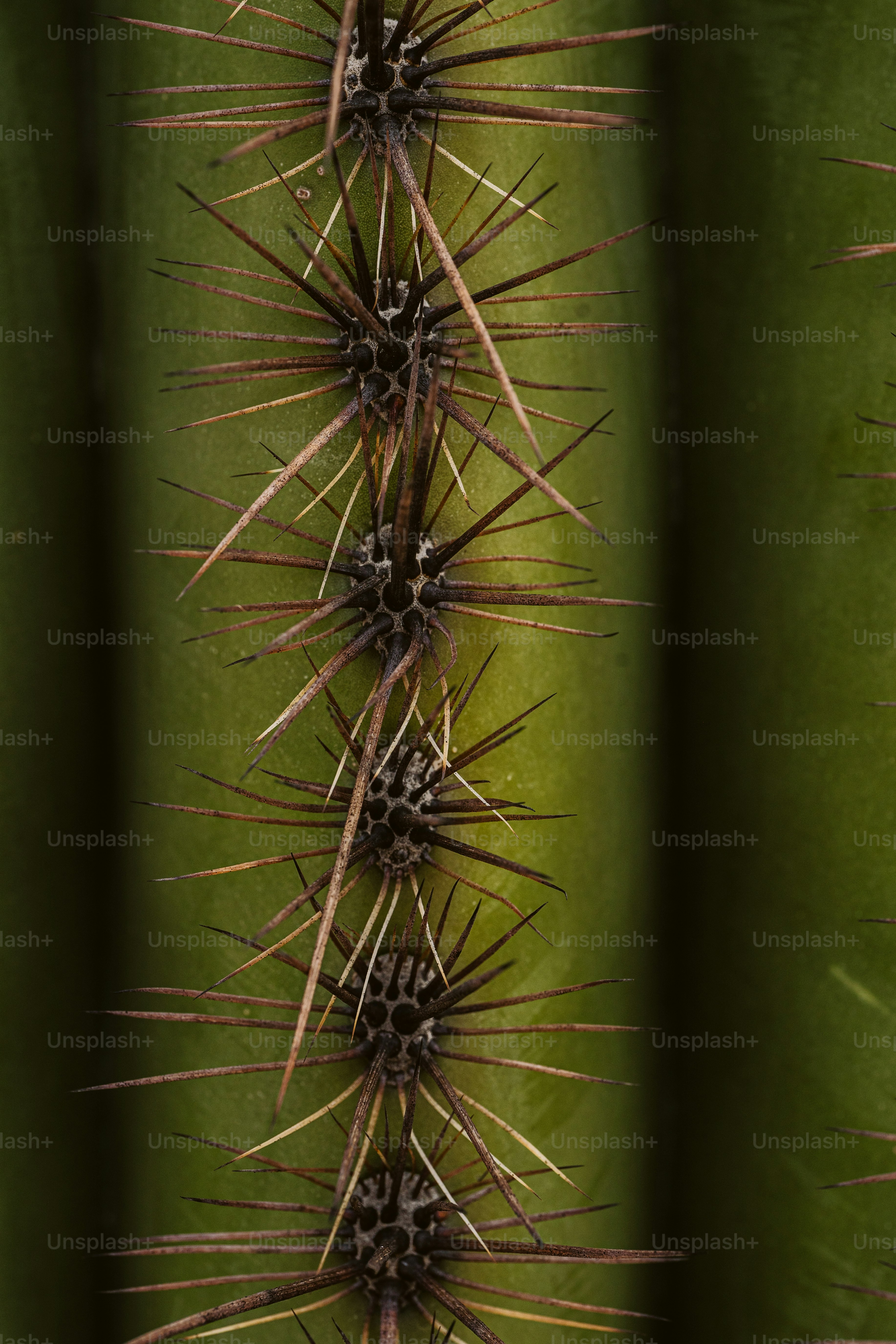 A close up of a green cactus with spikes photo – Plant Image on Unsplash