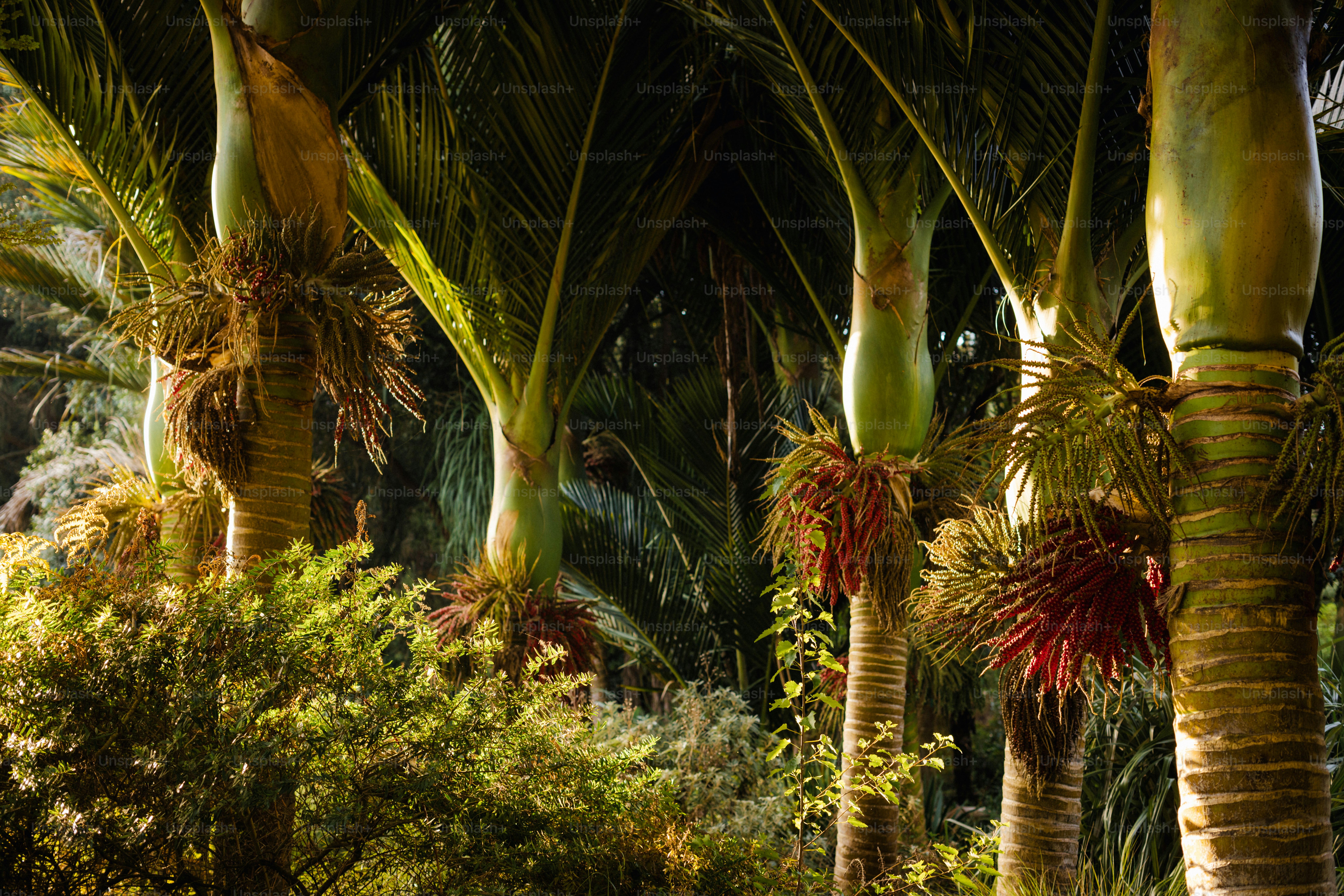 A group of palm trees in a forest photo – Palm tree Image on Unsplash