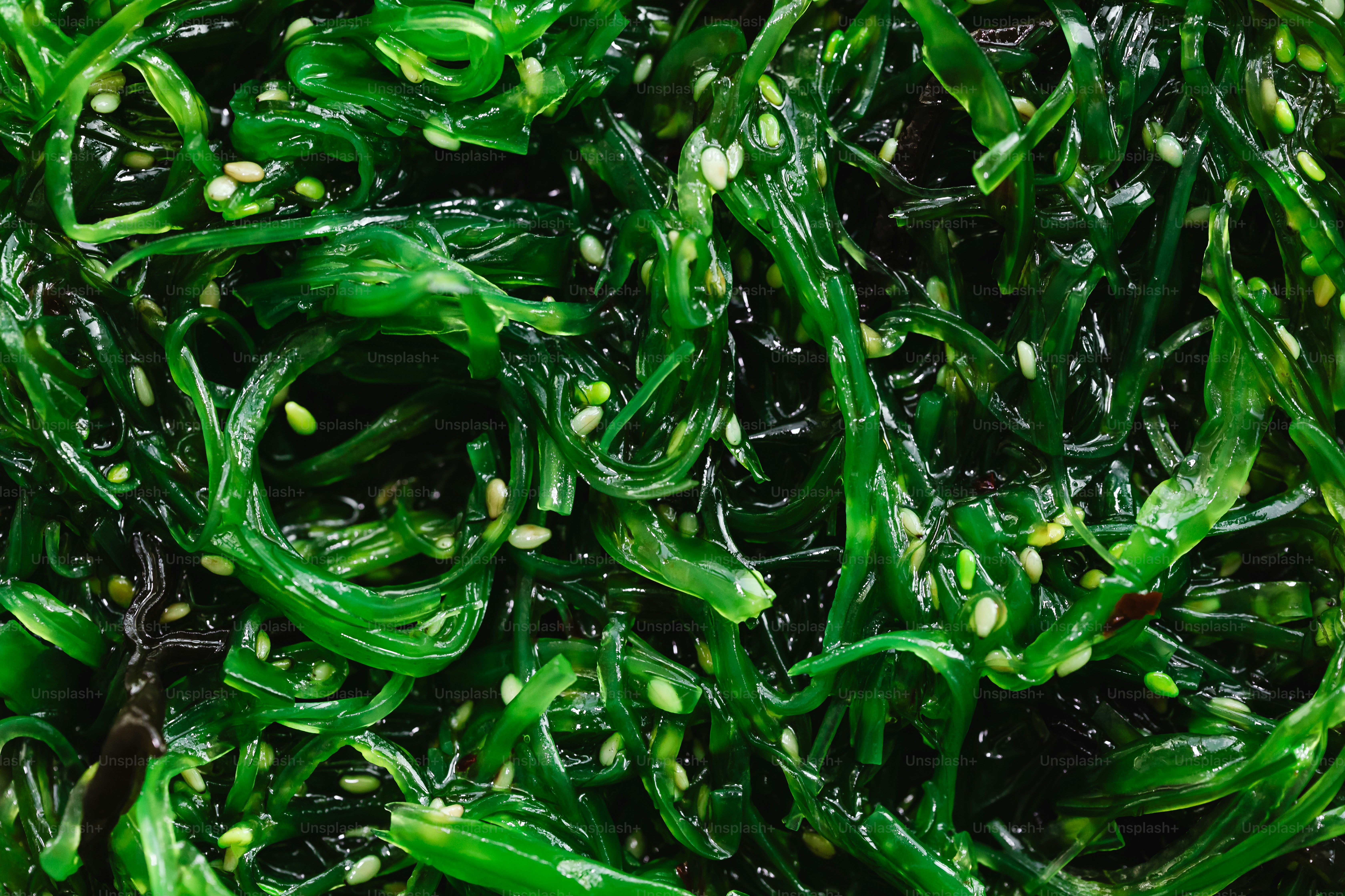 500+ Seaweed Pictures | Download Free Images on Unsplash