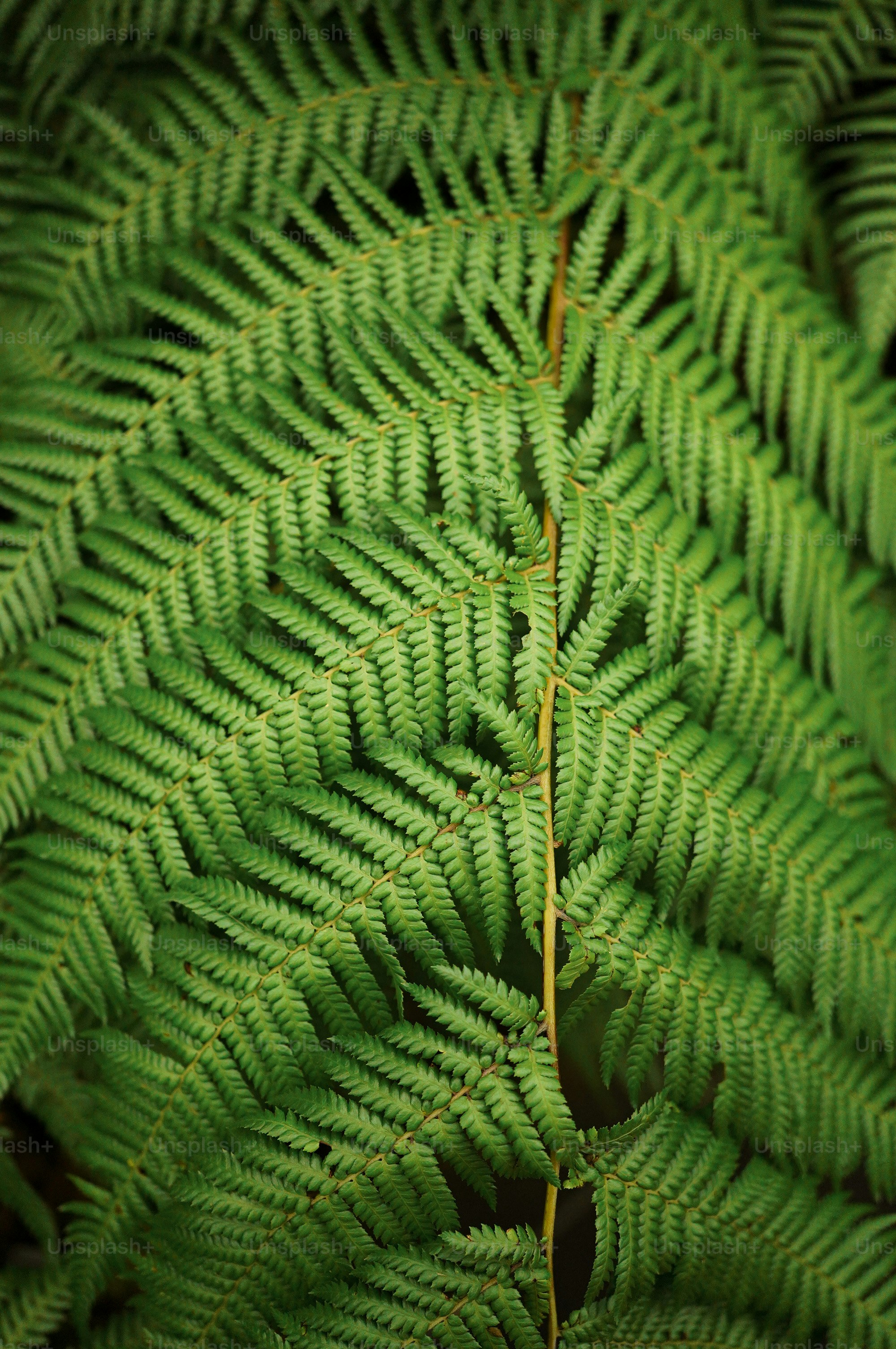 A close up of a green plant with lots of leaves photo – Leaves Image on ...