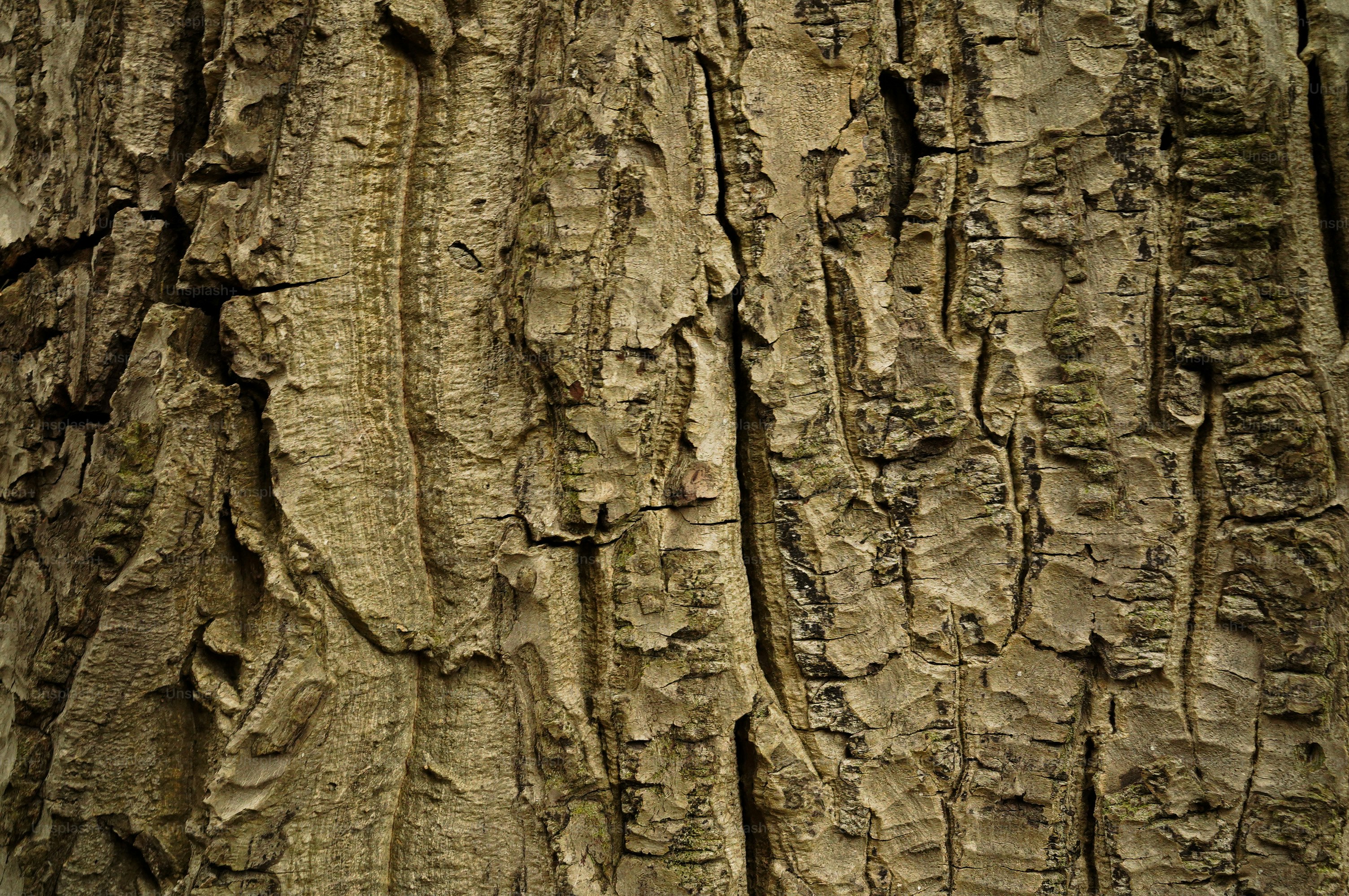 A close up of the bark of a tree photo – Nature Image on Unsplash