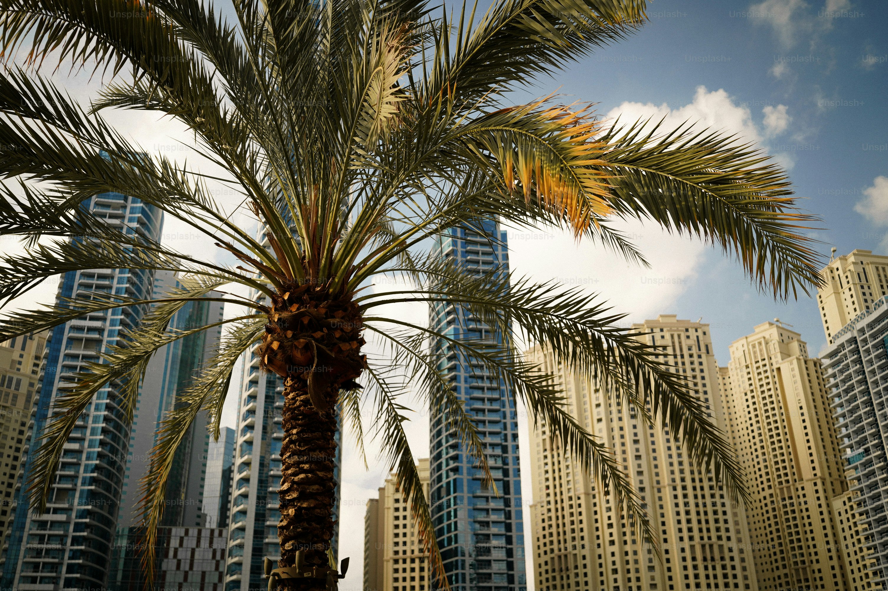 A palm tree in front of some tall buildings photo – Travel Image on ...