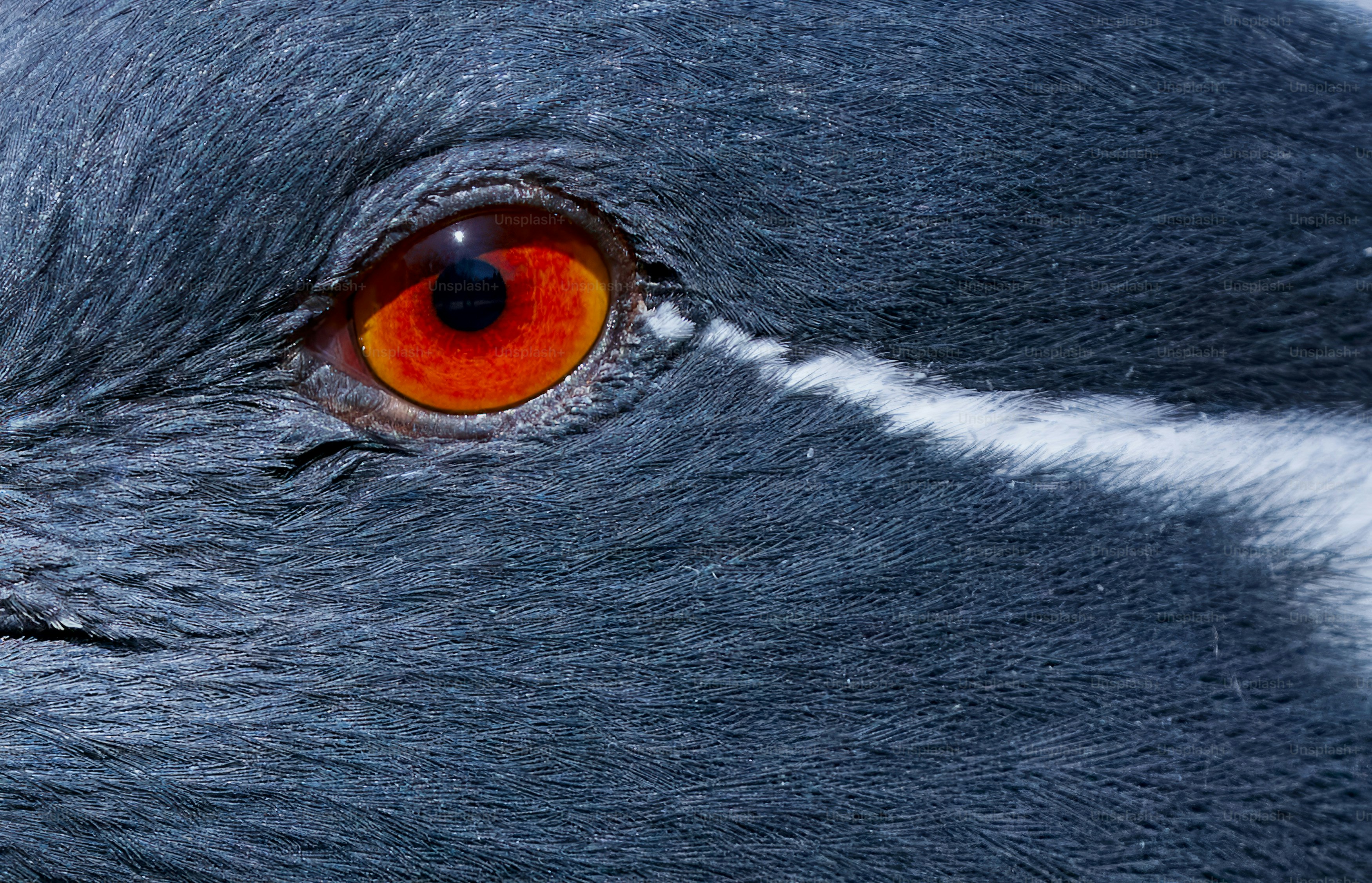 A close up of a blue bird with red eyes photo – Bird Image on Unsplash