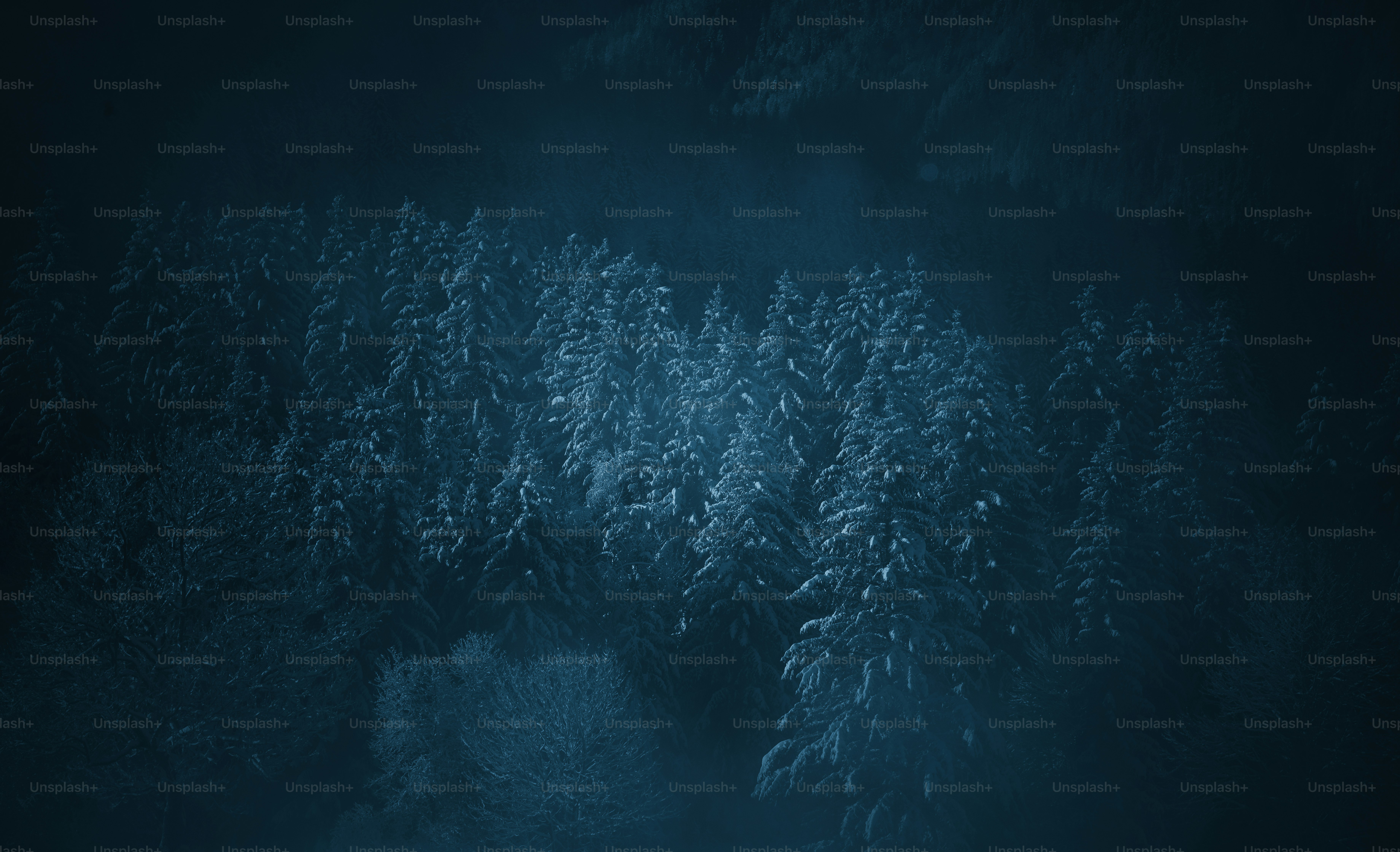 Une forêt sombre remplie de nombreux arbres photo – Image de Arrière ...