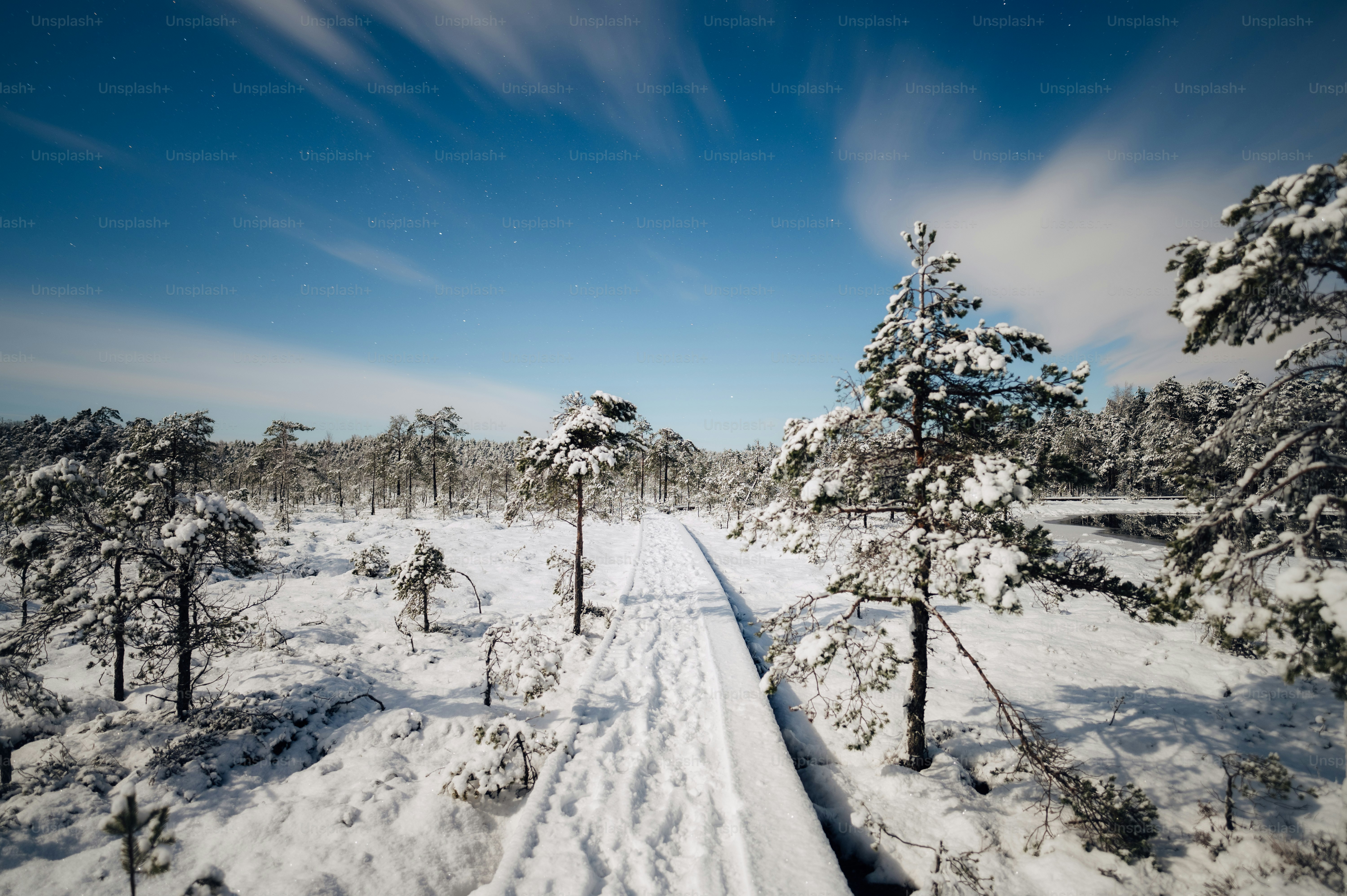 A snow covered path in the middle of a forest photo – Nature Image on ...