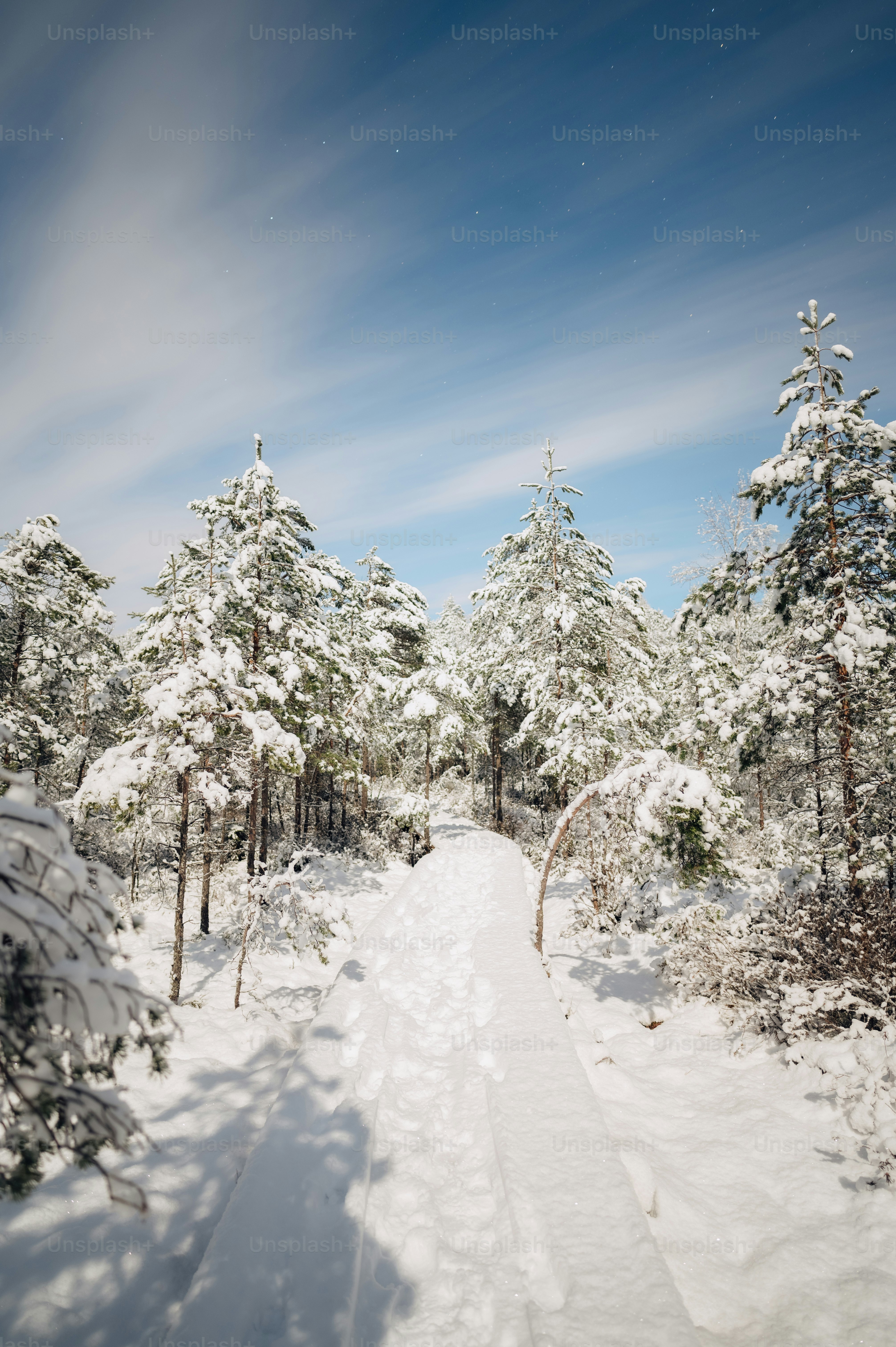 A snow covered path in the middle of a forest photo – Nature Image on ...