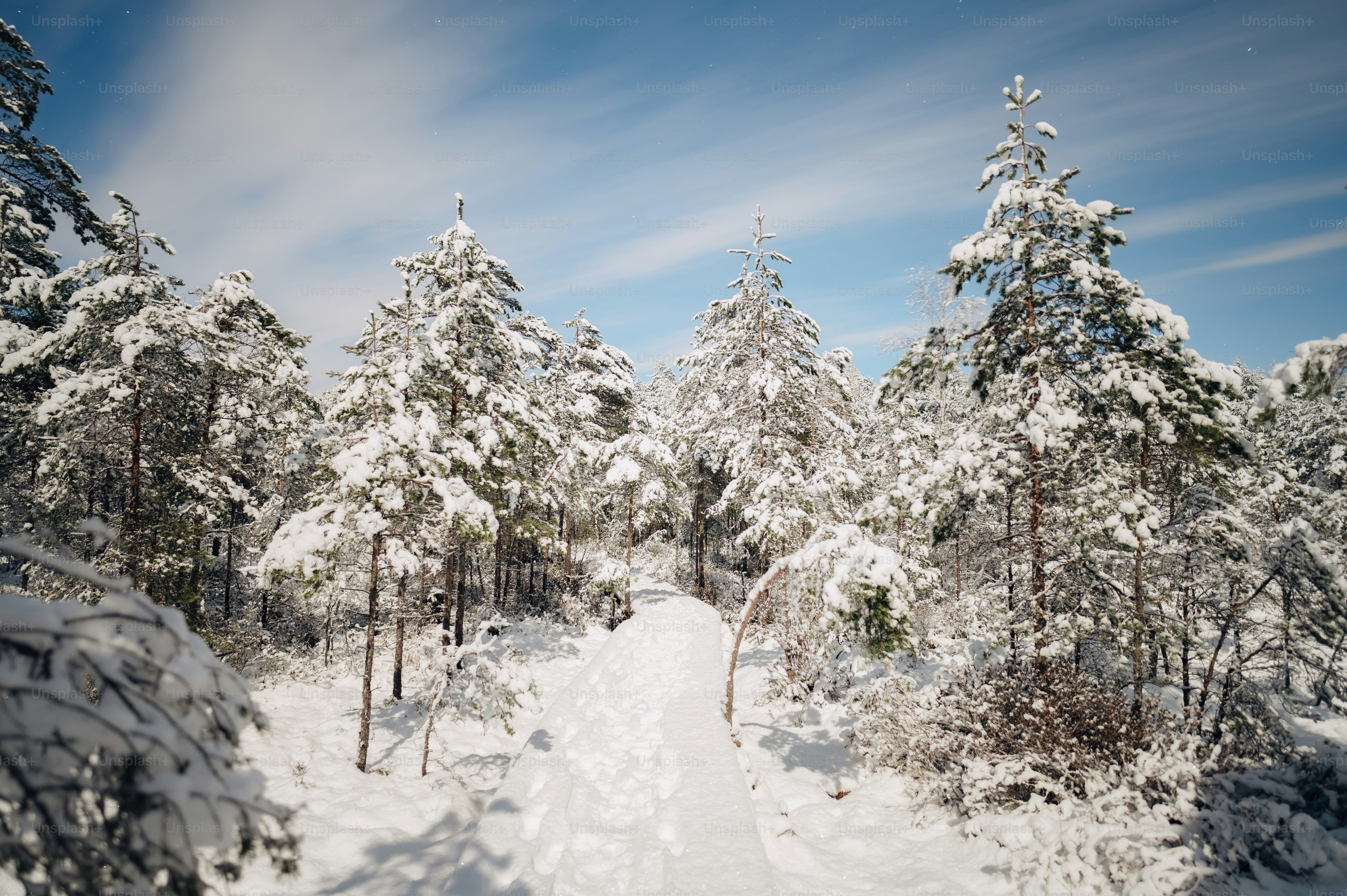 A snow covered path in the middle of a forest photo – Nature Image on ...