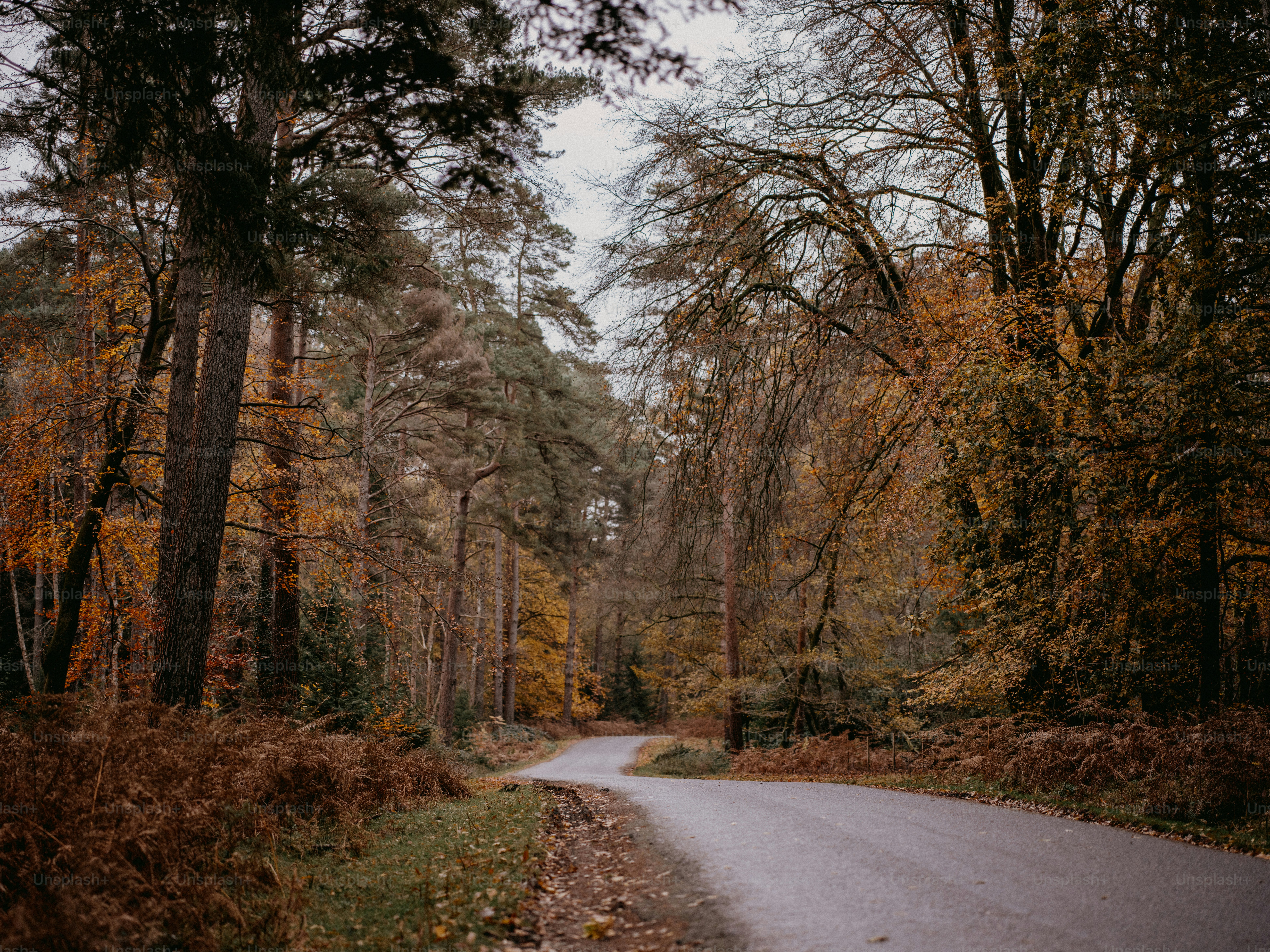 A road in the middle of a wooded area photo – Road Image on Unsplash