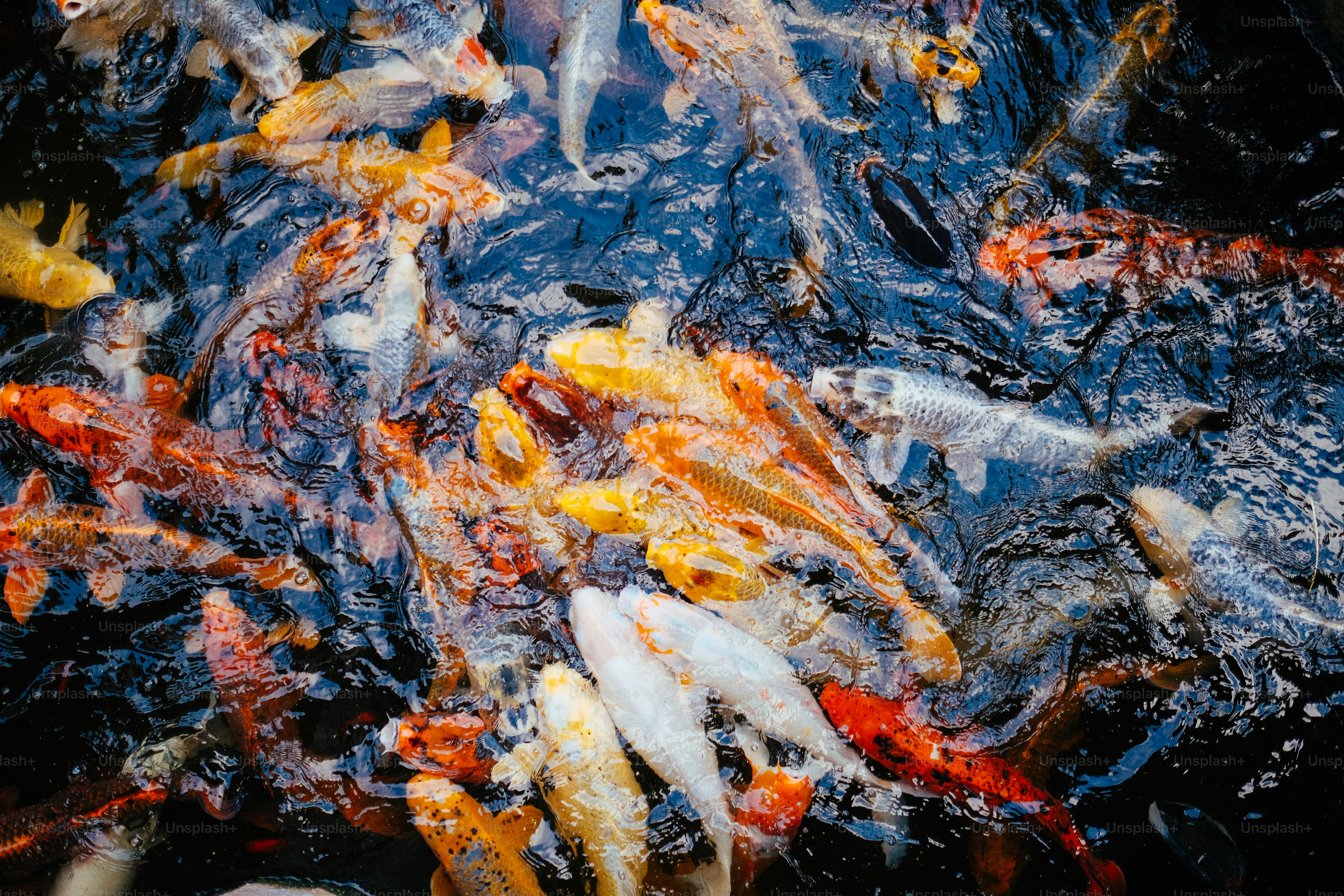 Foto zum Thema Eine Gruppe von Fischen, die in einem Teich schwimmen ...