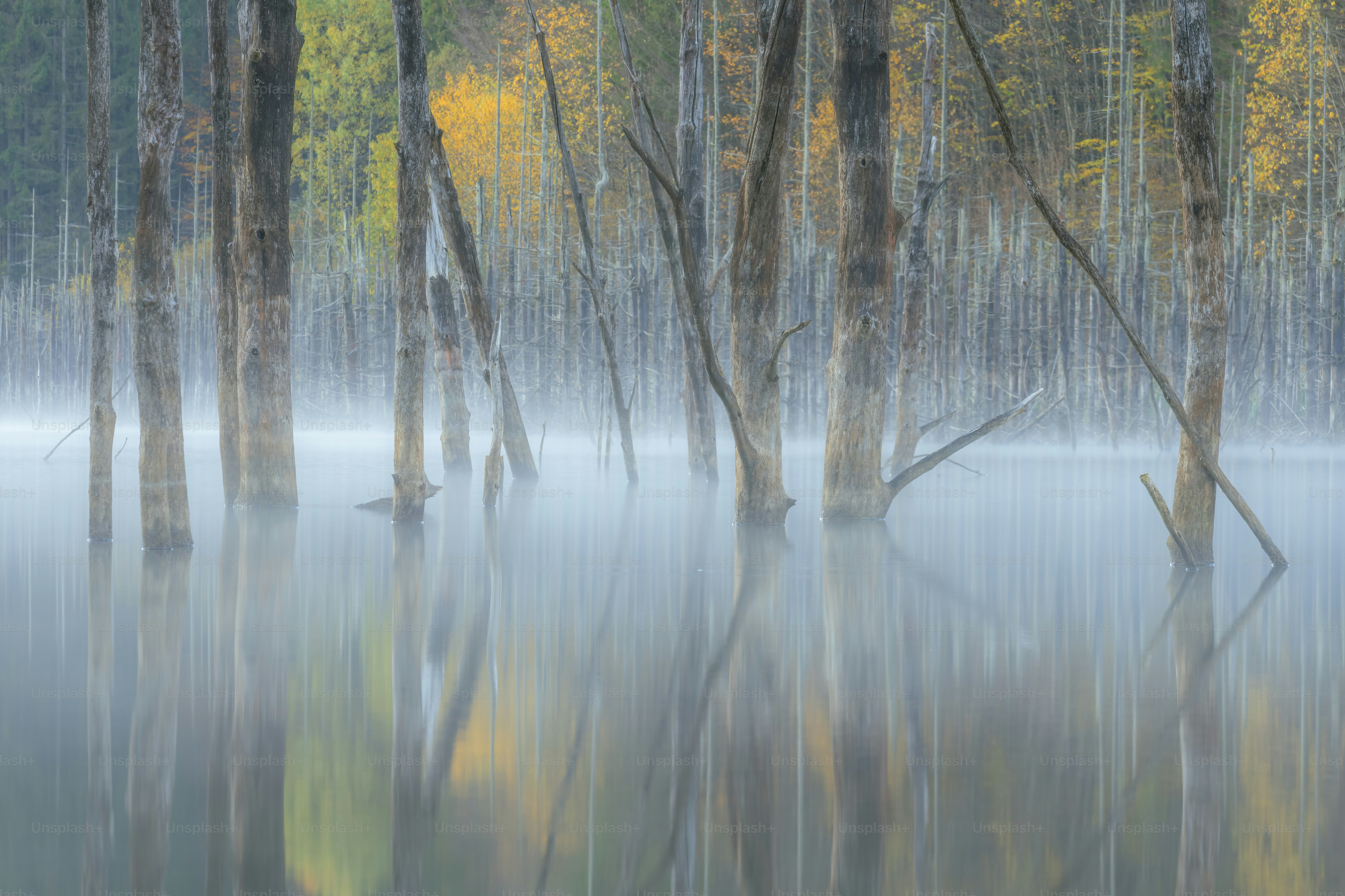 A group of trees that are in the water photo – Nature Image on Unsplash