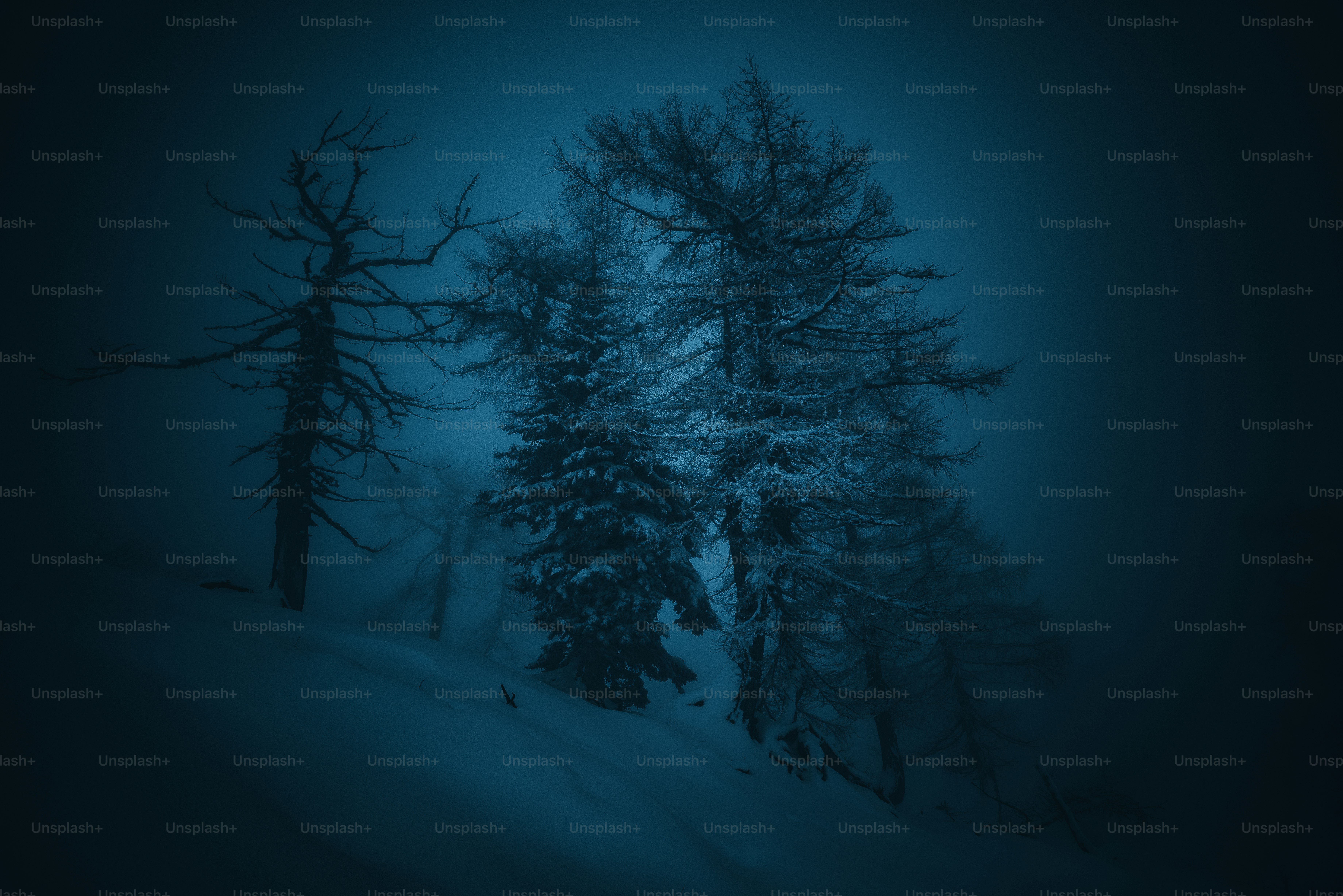 A foggy night in a forest with tall trees photo – Scenery Image on Unsplash