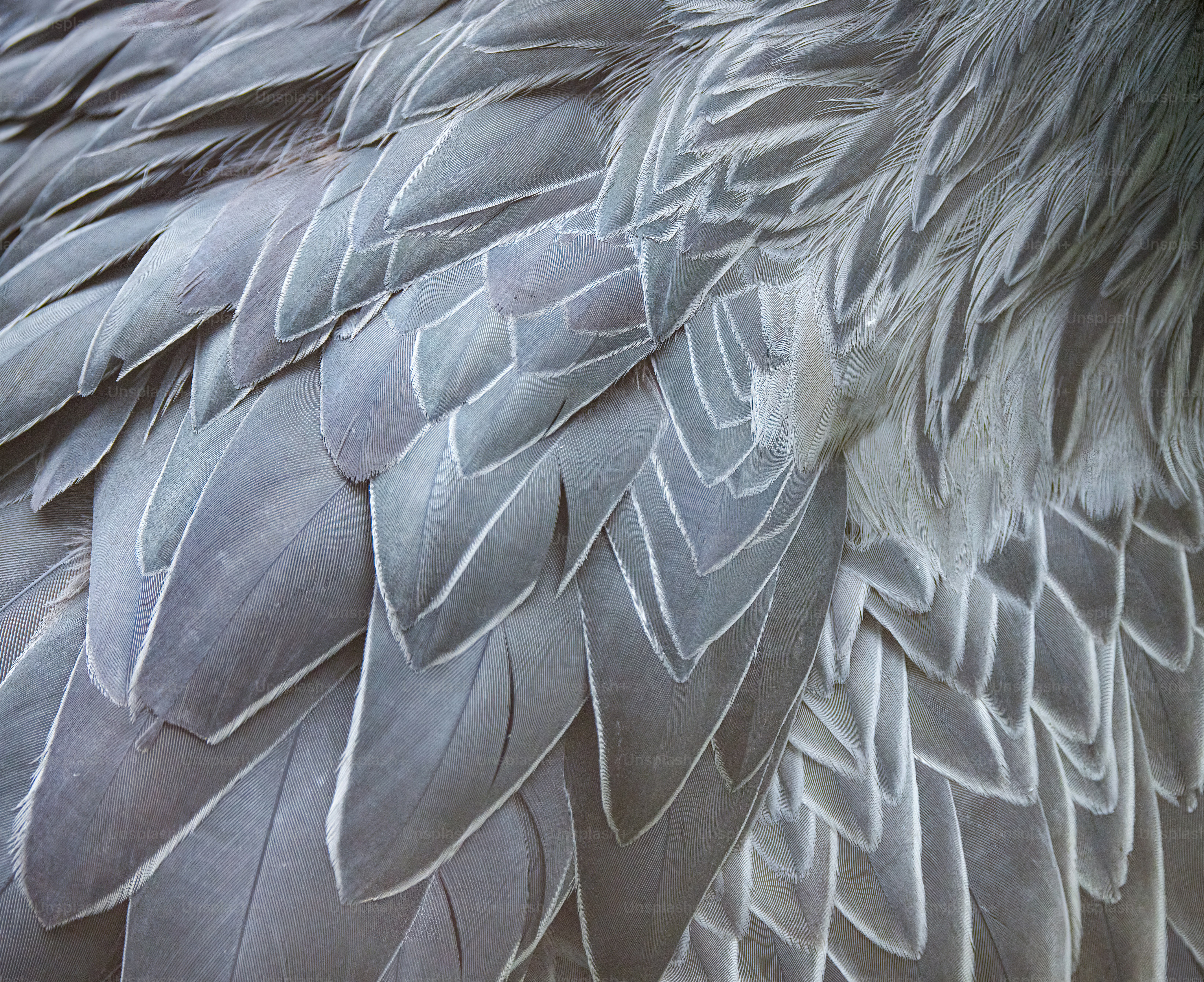 A close up of a large bird's feathers photo – Bird Image on Unsplash