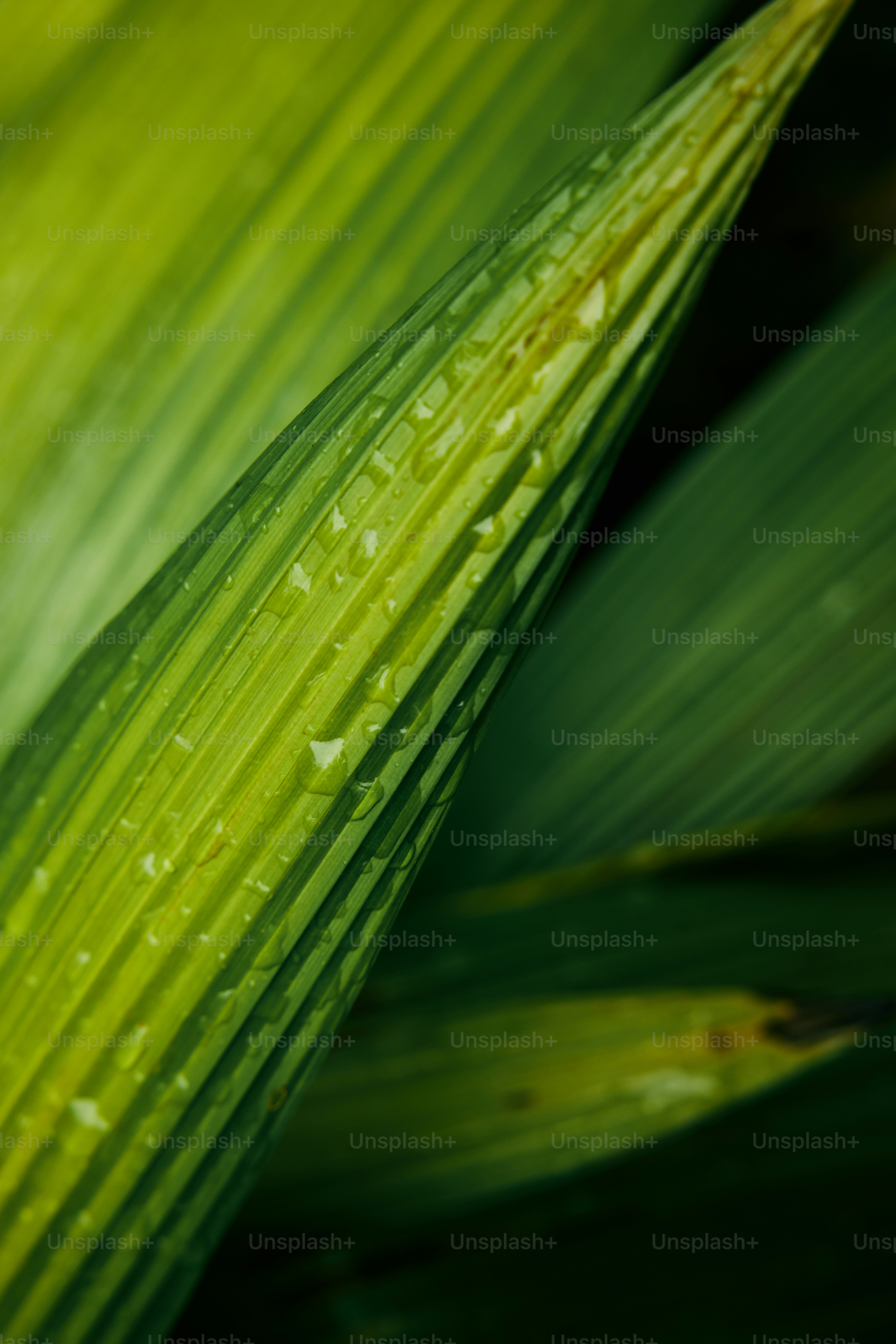 Waterdrops Pictures | Download Free Images on Unsplash