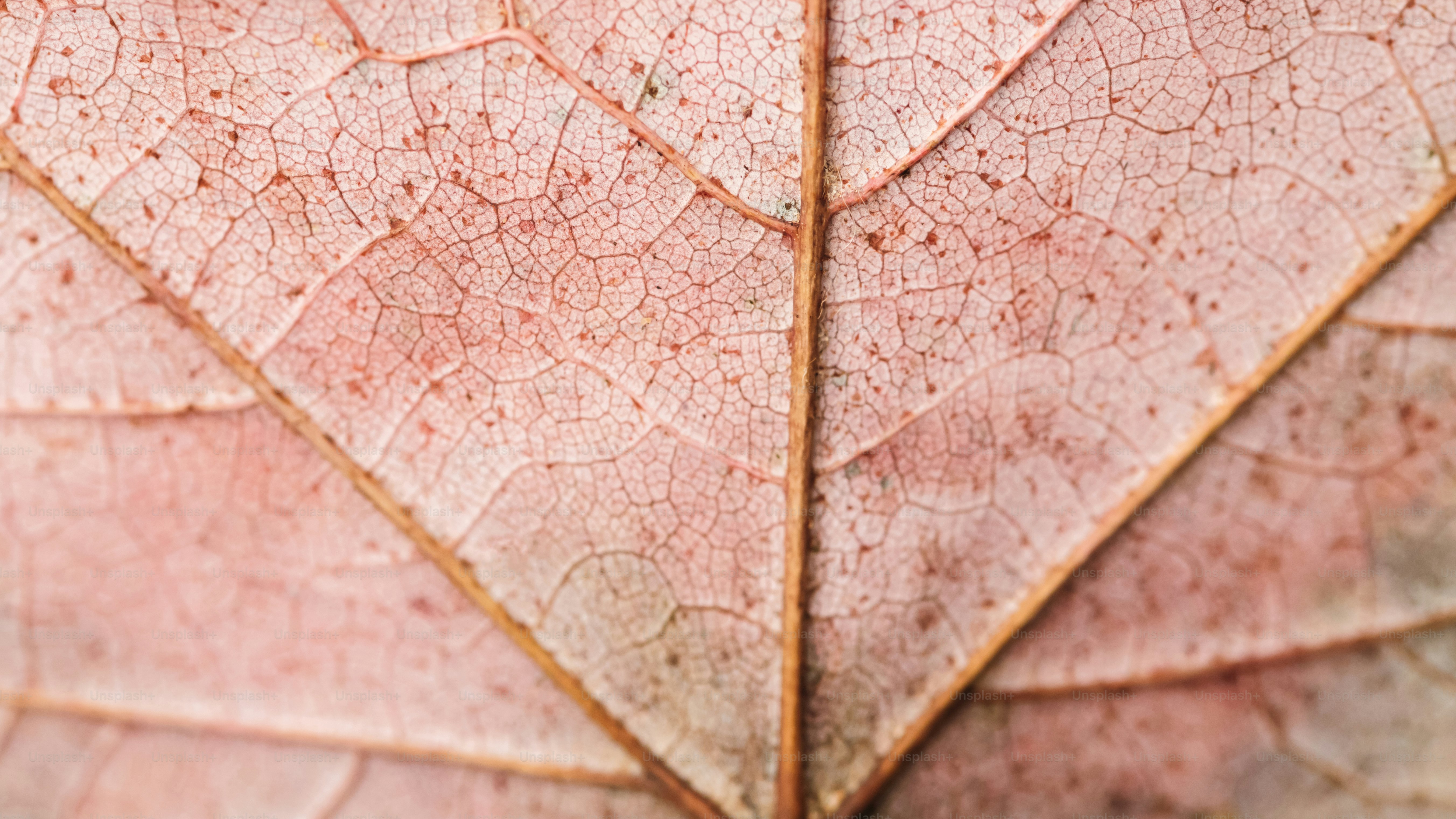 A close up view of a leaf's texture photo – Nature Image on Unsplash