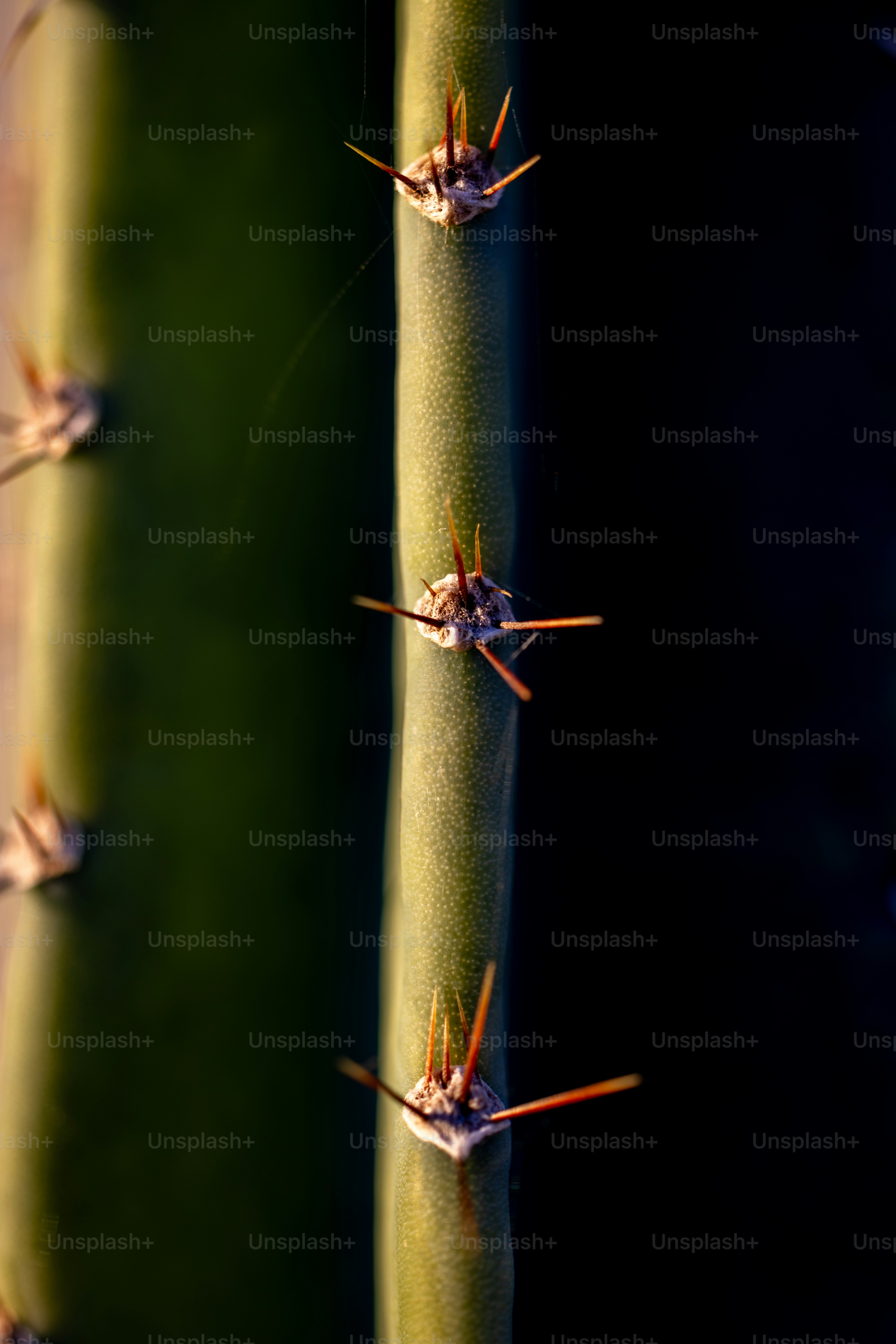 Bilder zum Thema Insectos Colombiano | Kostenlose Bilder auf Unsplash ...