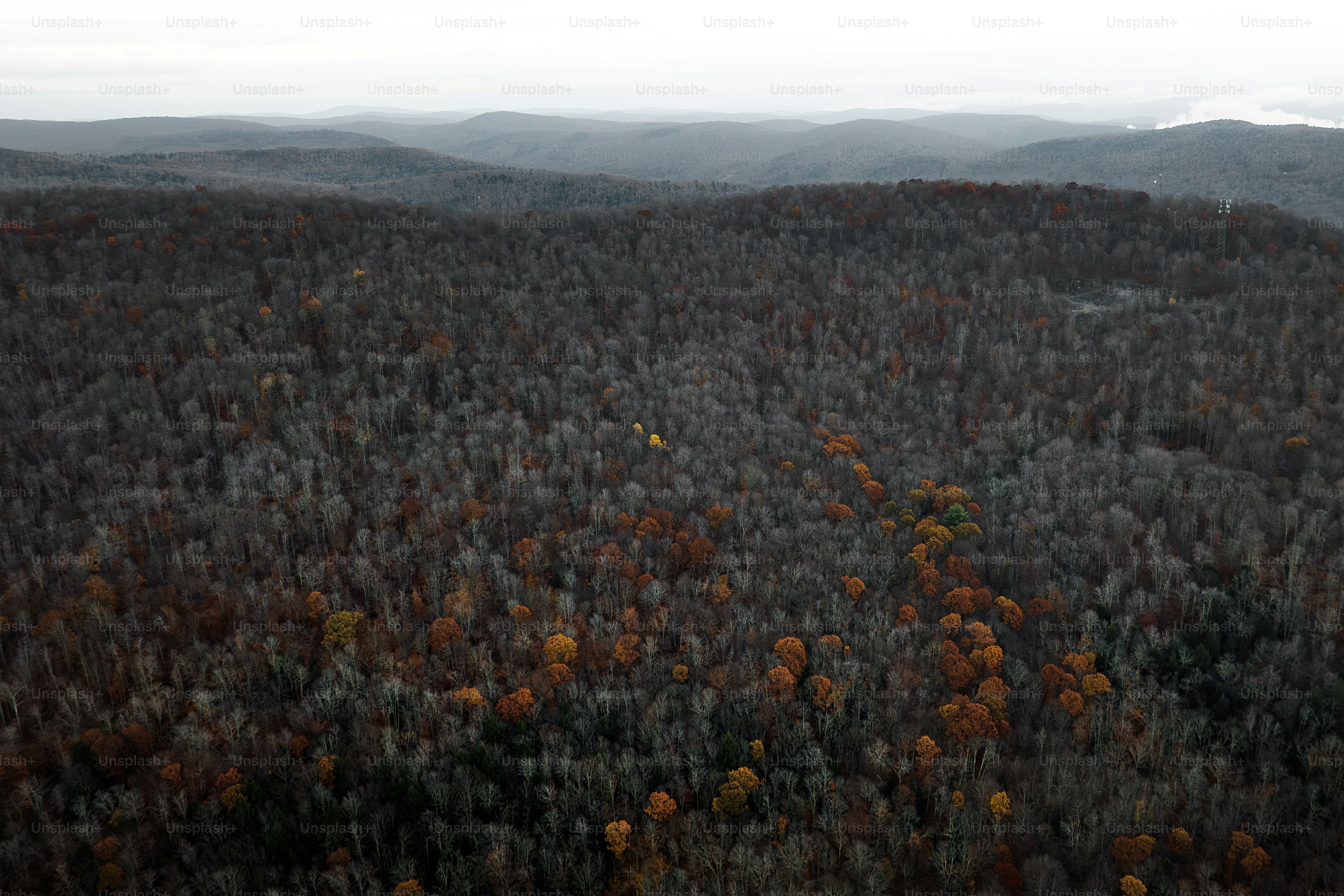 An aerial view of a river running through a forest photo – Upstate new ...