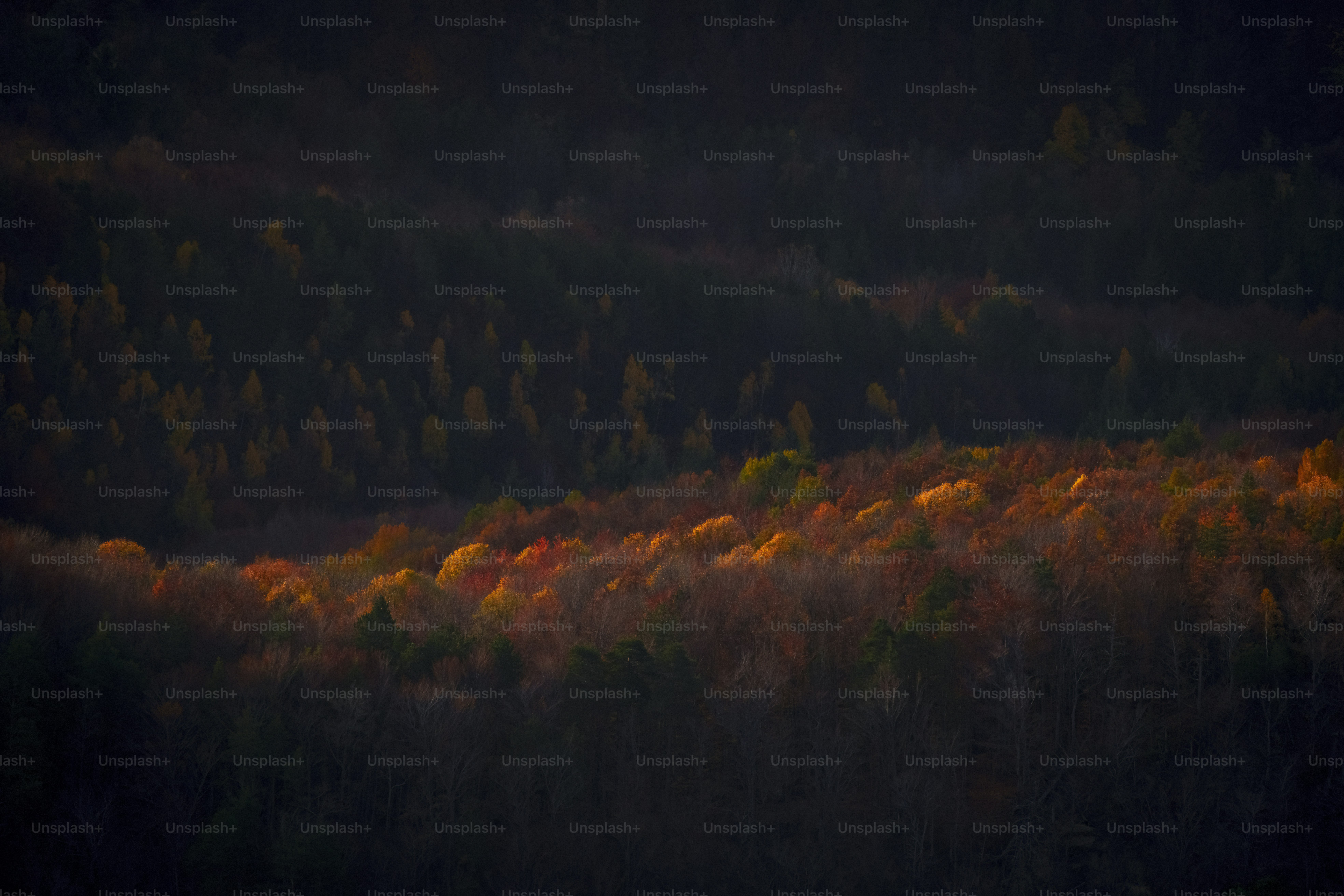 Daniel Mirlea (@danielmirlea) | Unsplash Photo Community