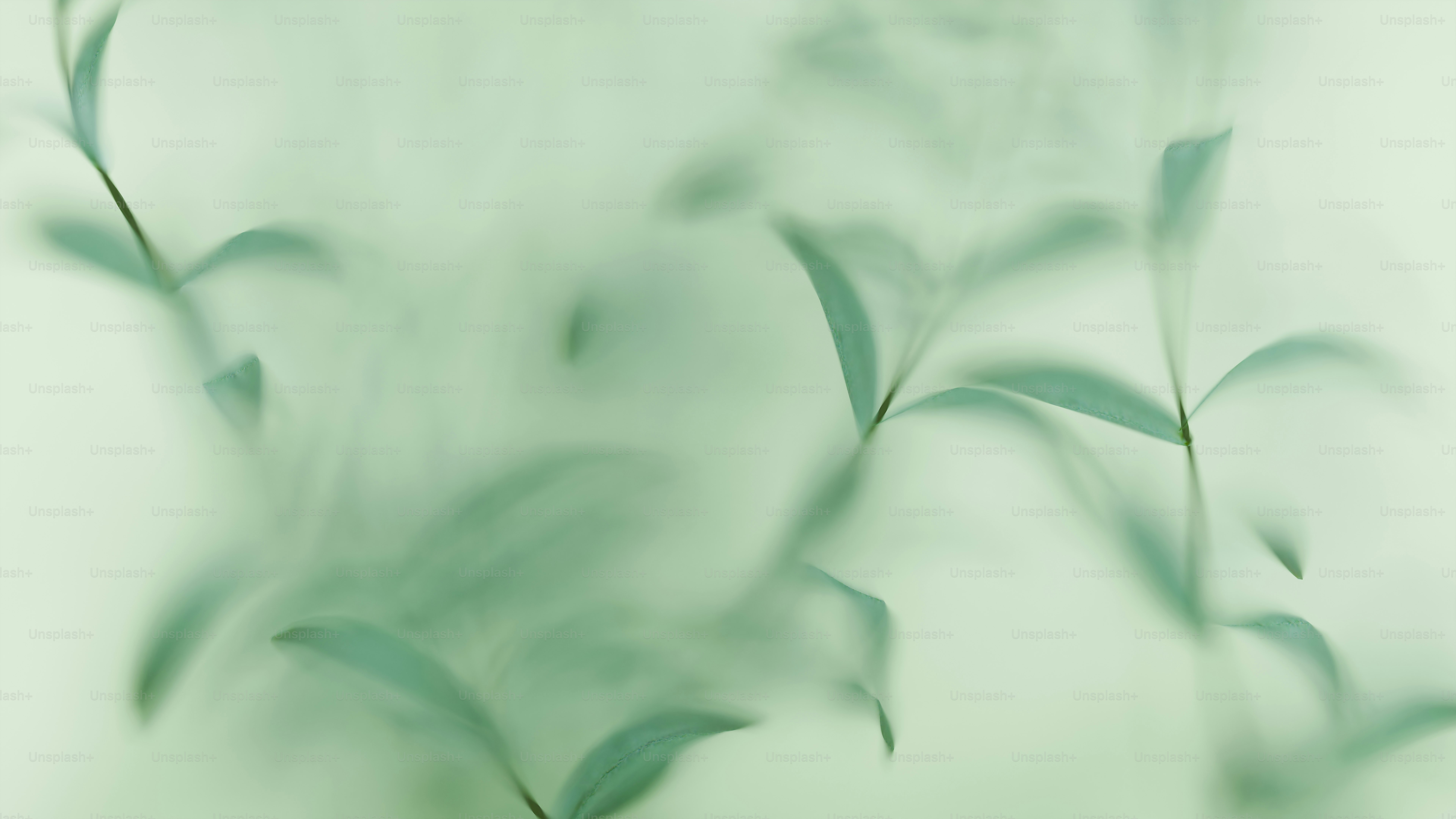 A close up of a green plant with a blurry background photo – Digital ...
