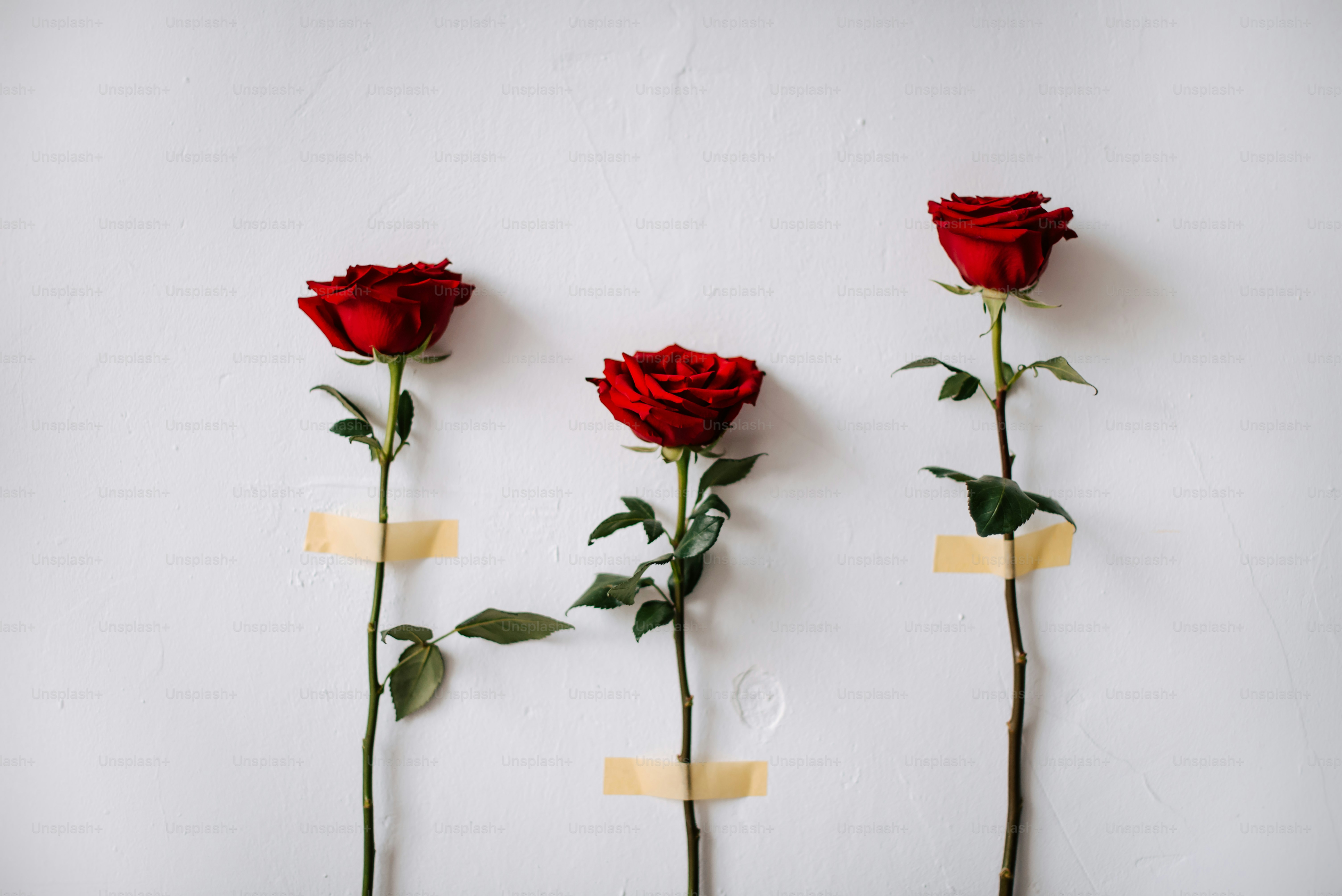 A group of three red roses sitting on top of a white wall photo ...