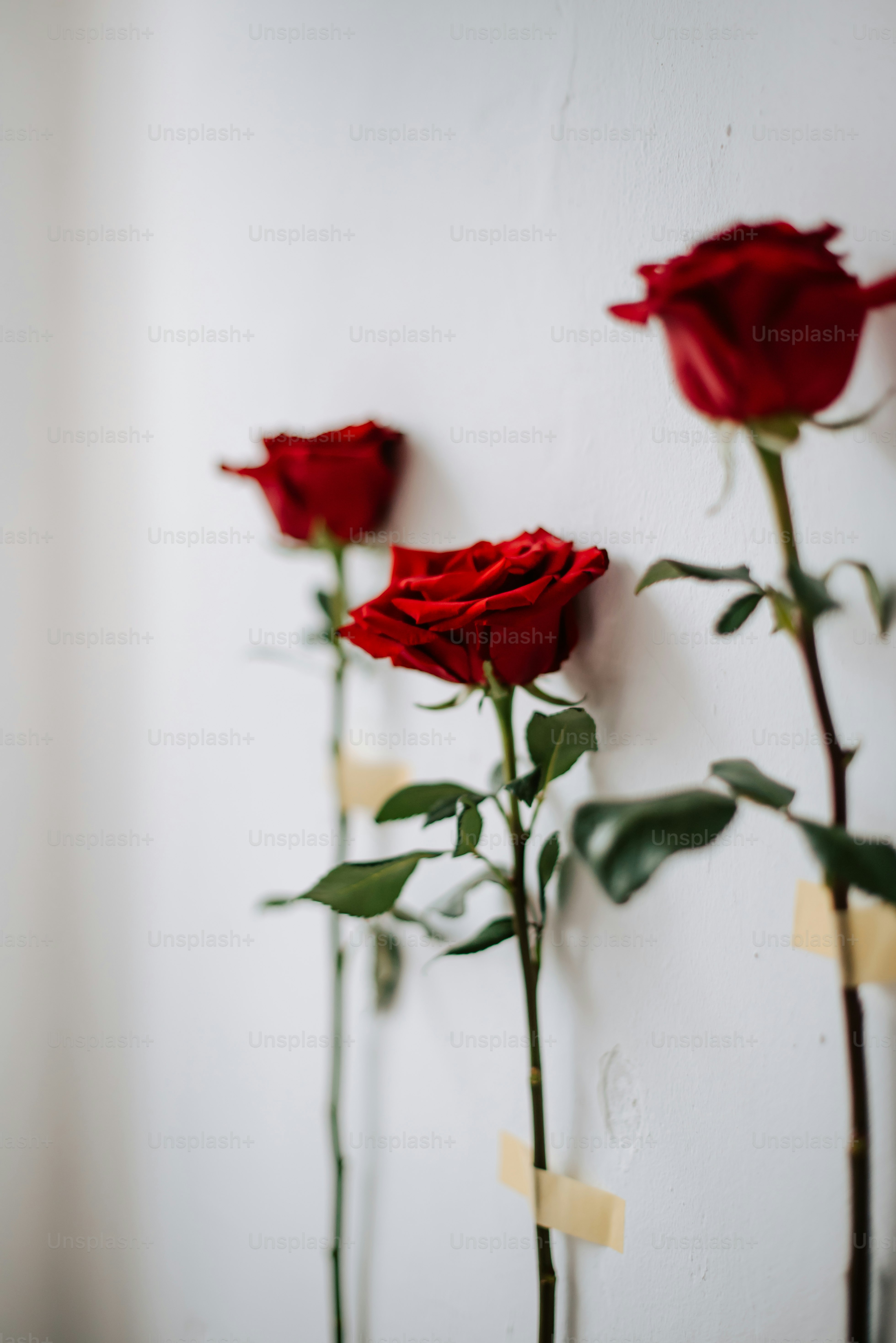 A group of three red roses sitting on top of a white wall photo ...