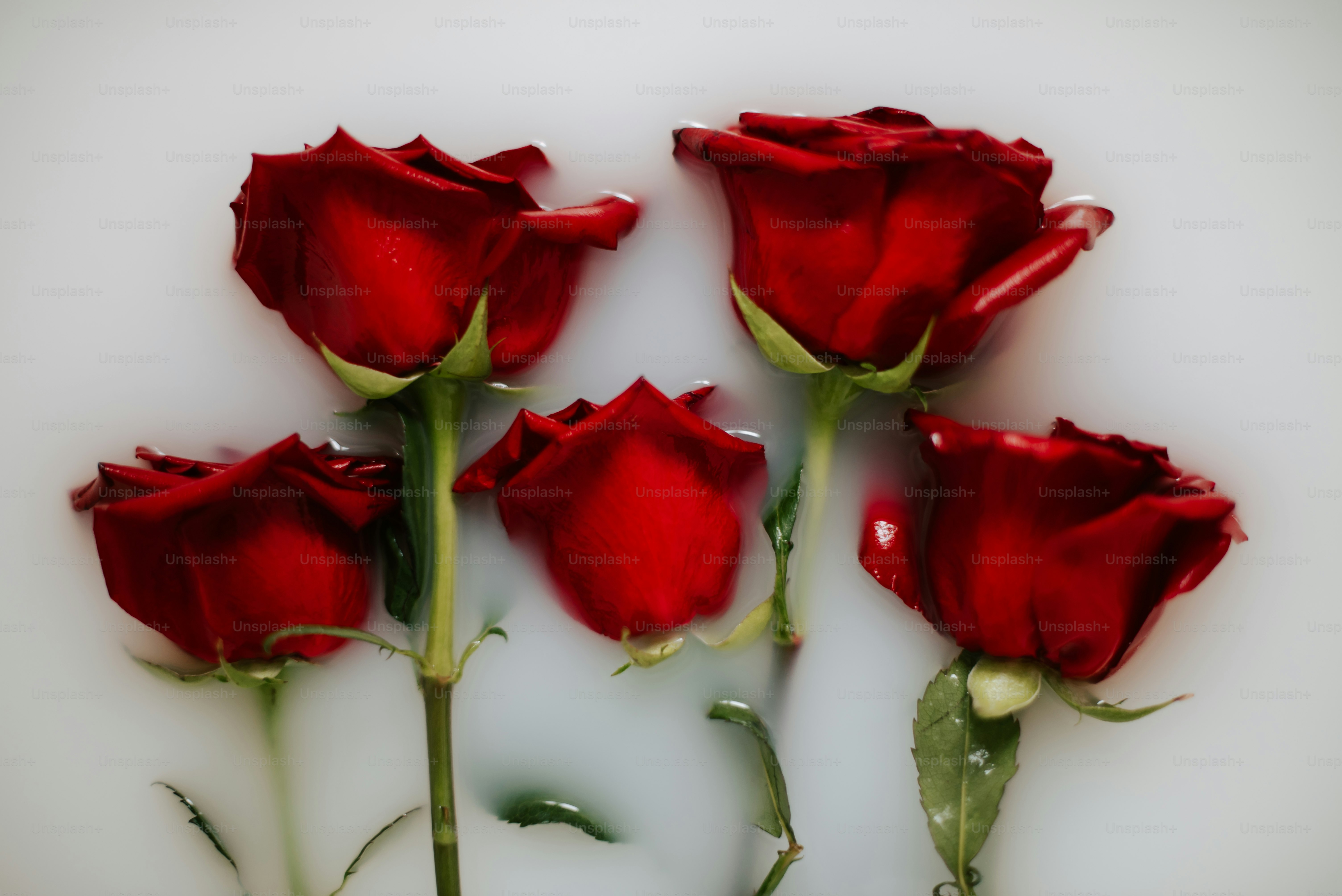 A group of red roses sitting on top of a table photo – Valentine Image ...