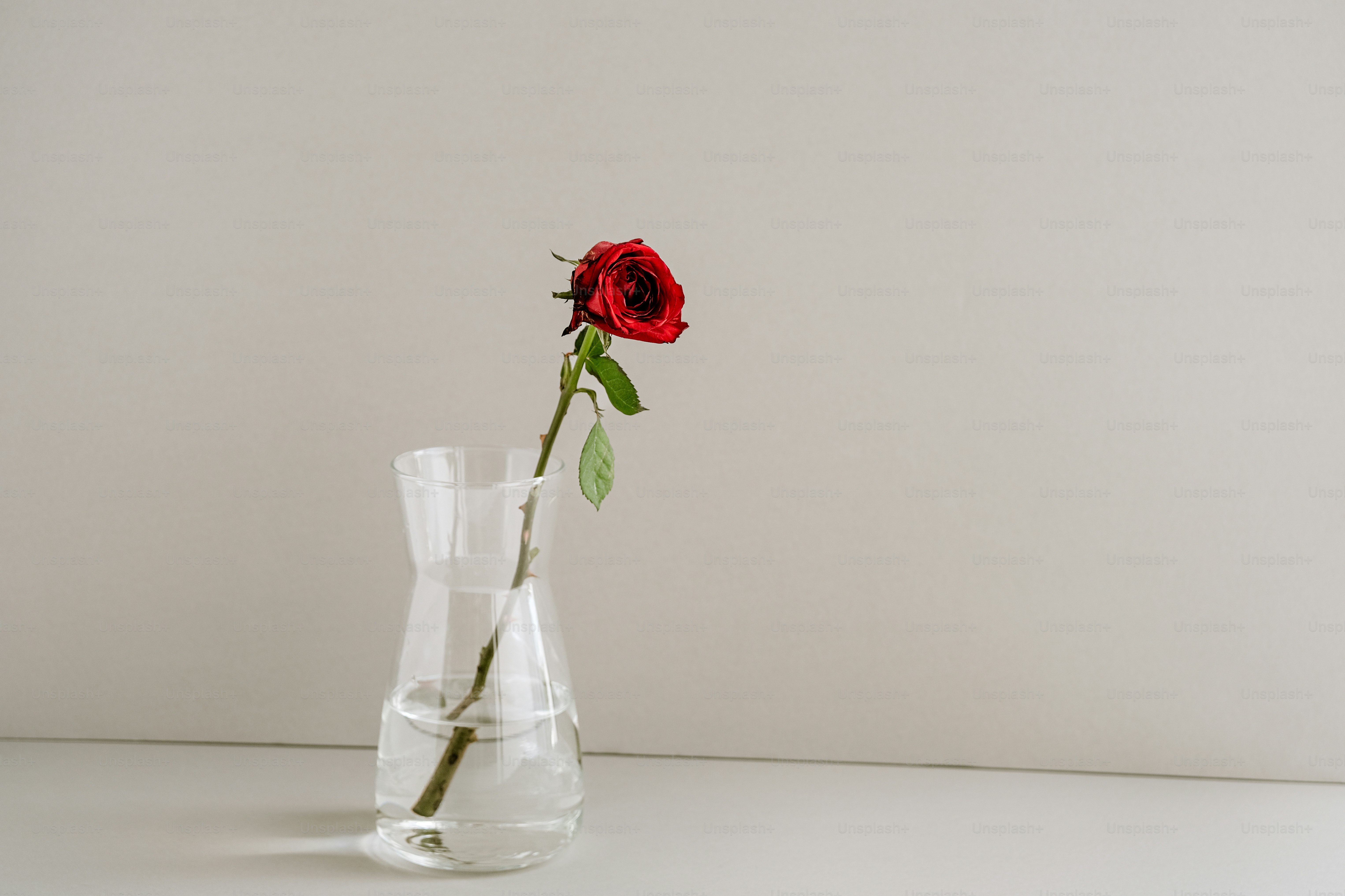 A single red rose with a piece of paper taped to it photo – Simple ...