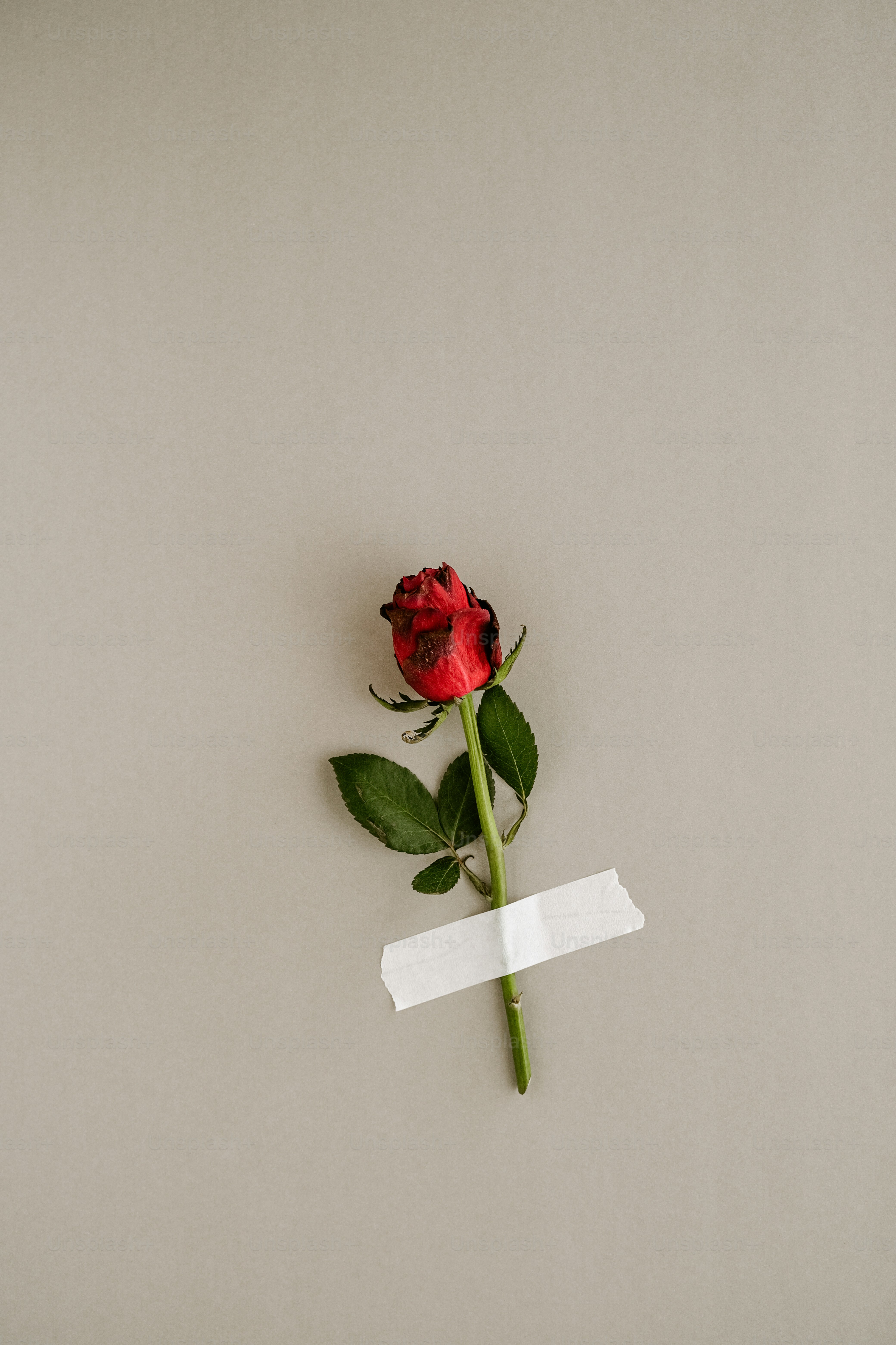 A single red rose with a piece of paper taped to it photo – Minimal ...