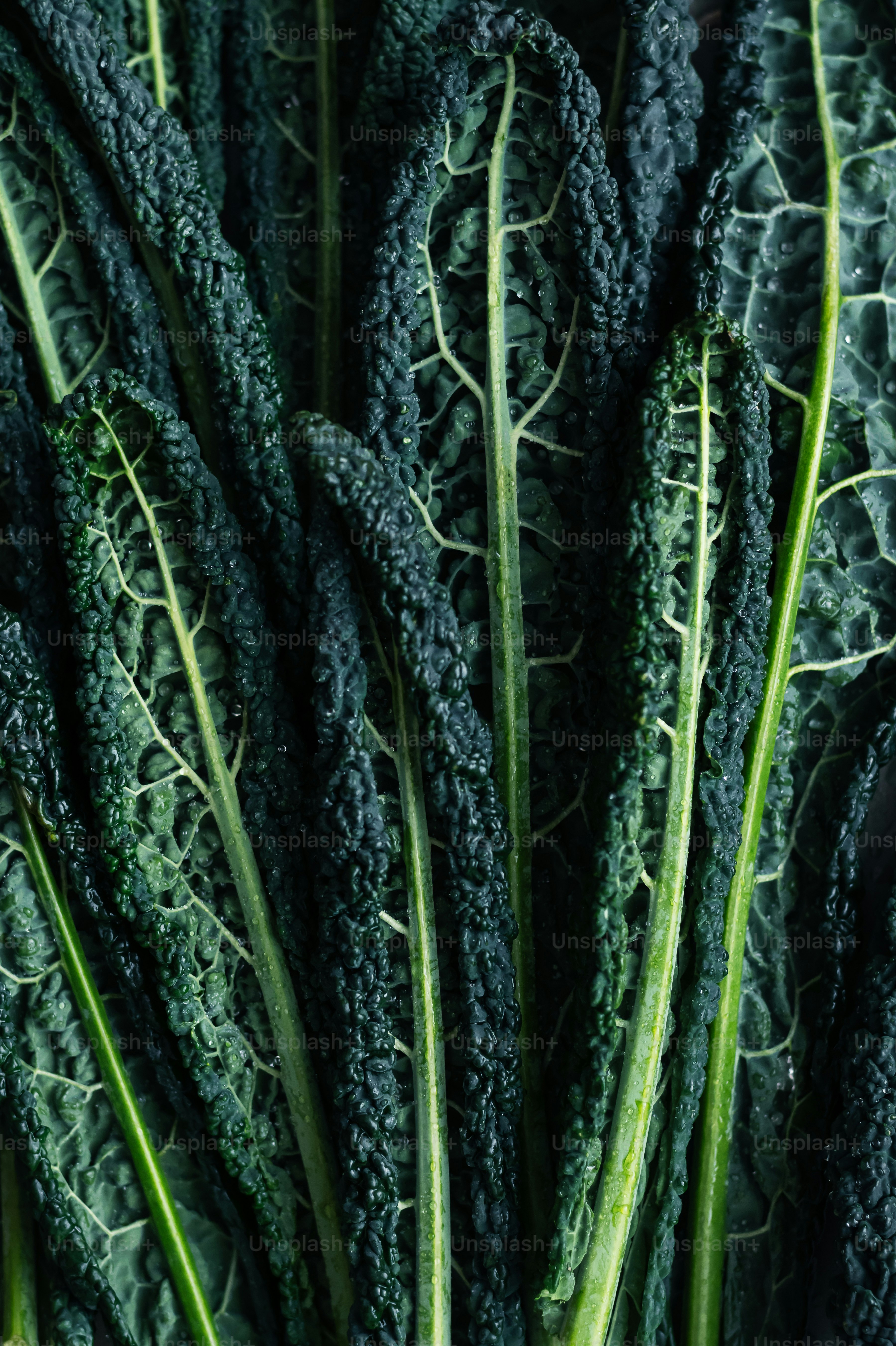 A close up of a bunch of green vegetables photo – Healthy greens Image ...