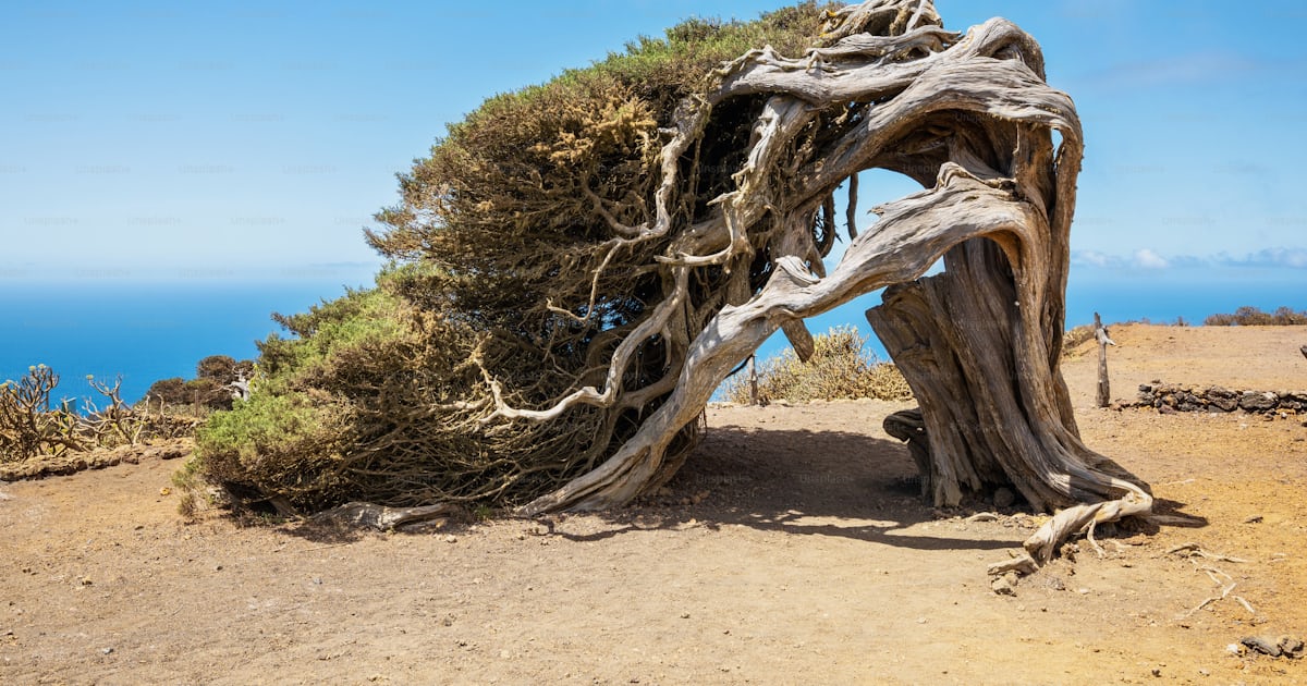 바람에 휘어진 향나무 카나리아 제도 엘 히에로 El Hierro의 유명한 랜드 마크 고품질 사진 사진 Unsplash
